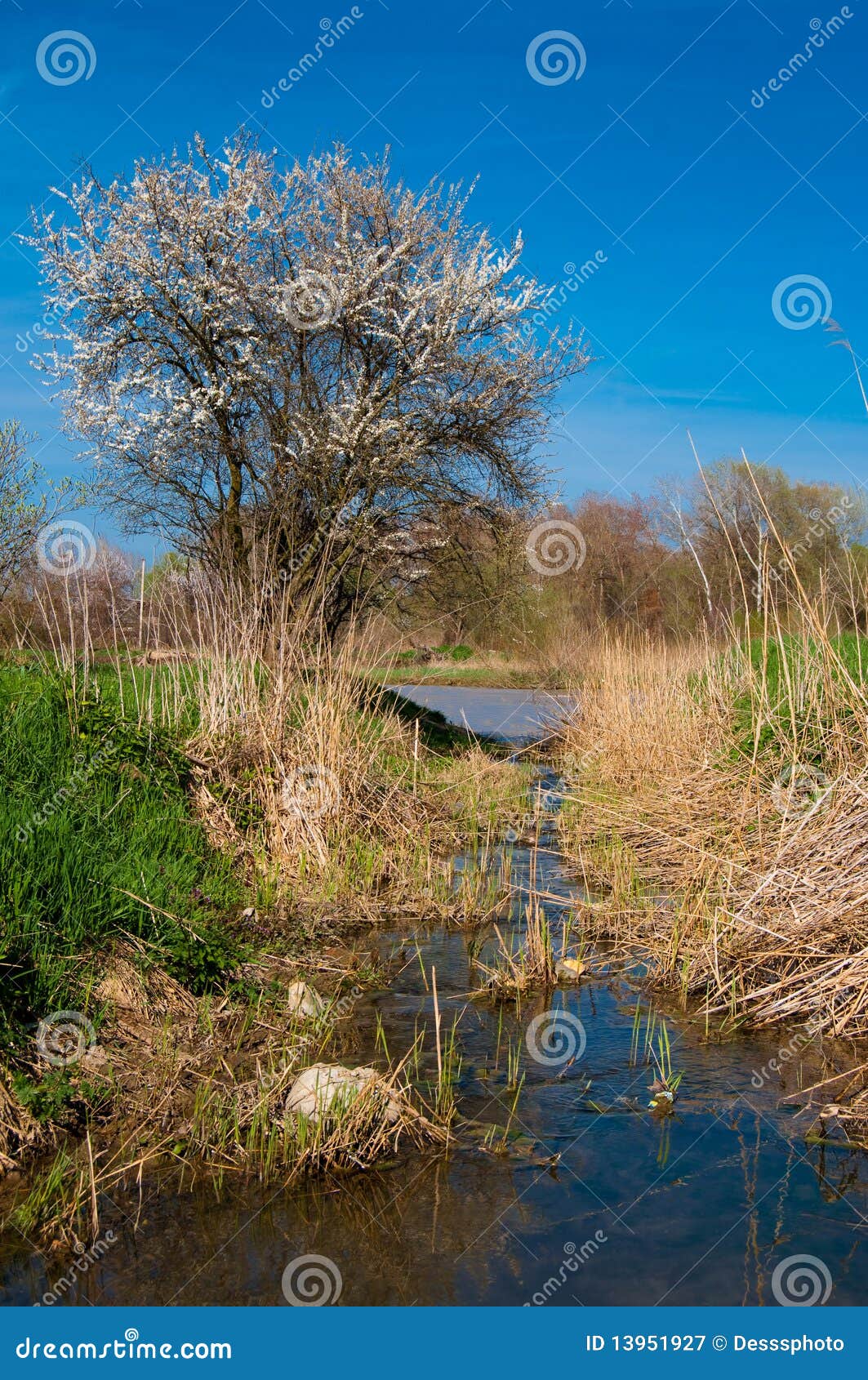 Spring river stock image. Image of crop, countryside - 13951927
