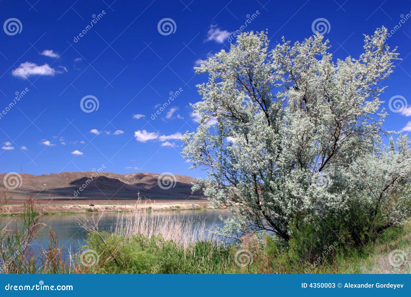 Spring on the river. stock image. Image of green, light - 4350003