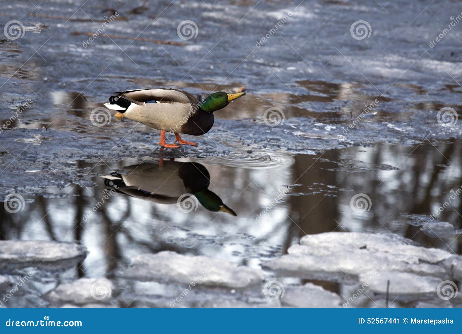 In the Spring of the River Duck Drinking Water. Stock Image - Image of ...
