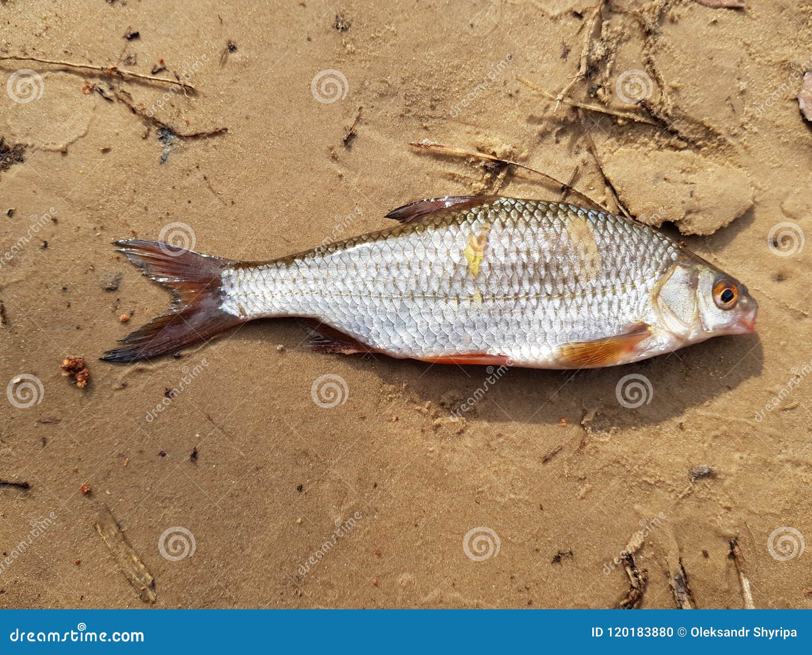 Spring Roach Fishing. River White Fish. Top View Stock Photo - Image of ...