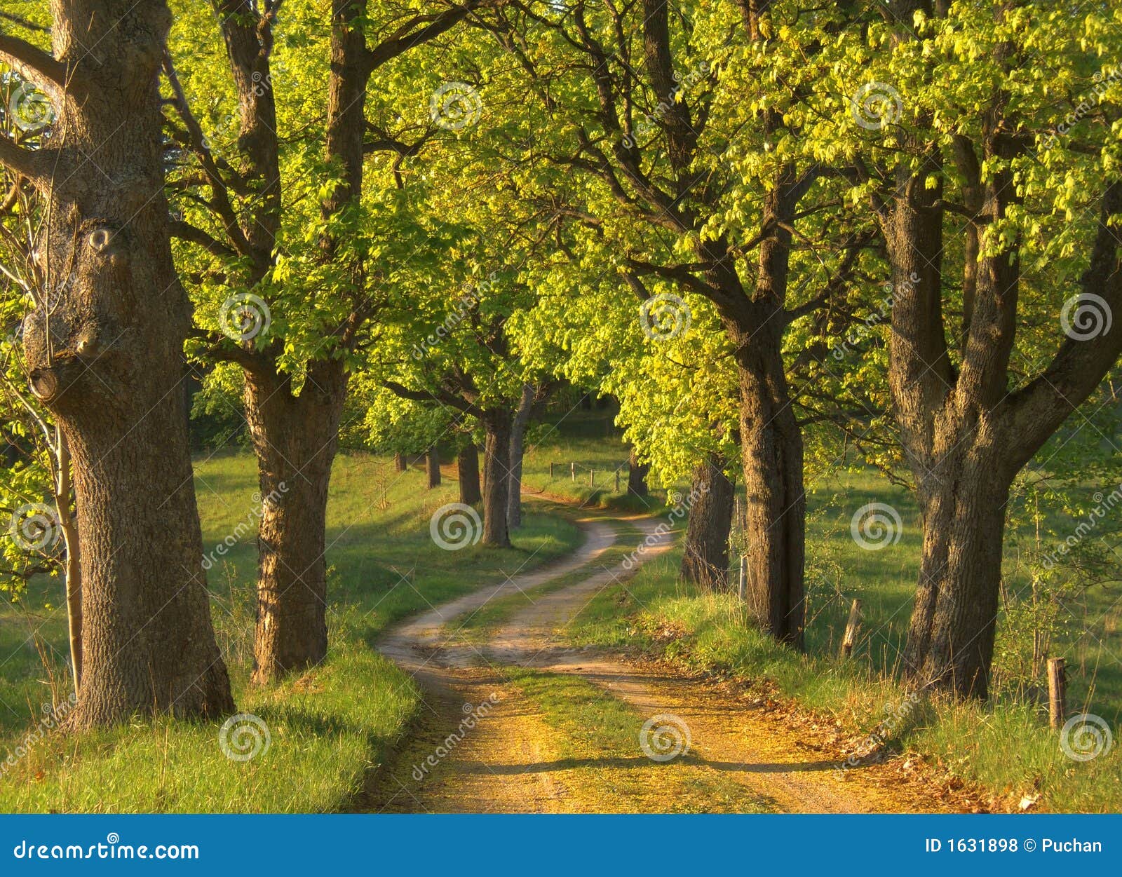 Spring road stock photo. Image of recreation, leaves, fresh - 1631898