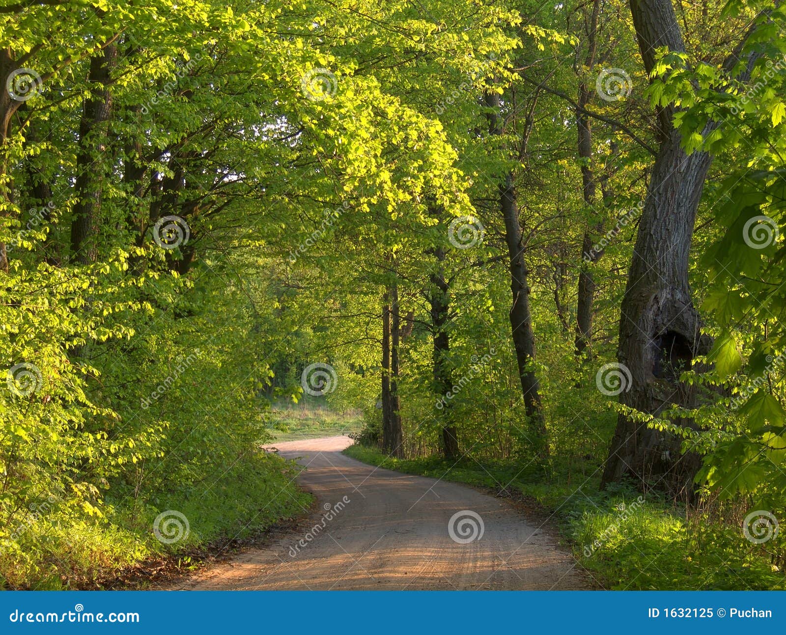 Spring road stock image. Image of plants, lighting, sunny - 1632125