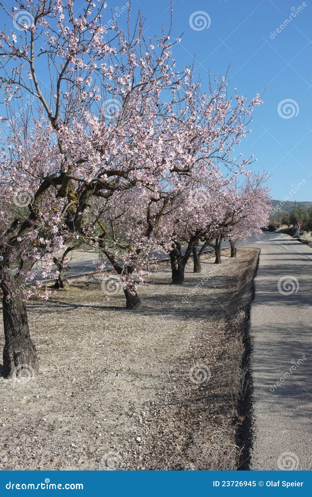 Spring road stock image. Image of trees, flowering, pink - 23726945