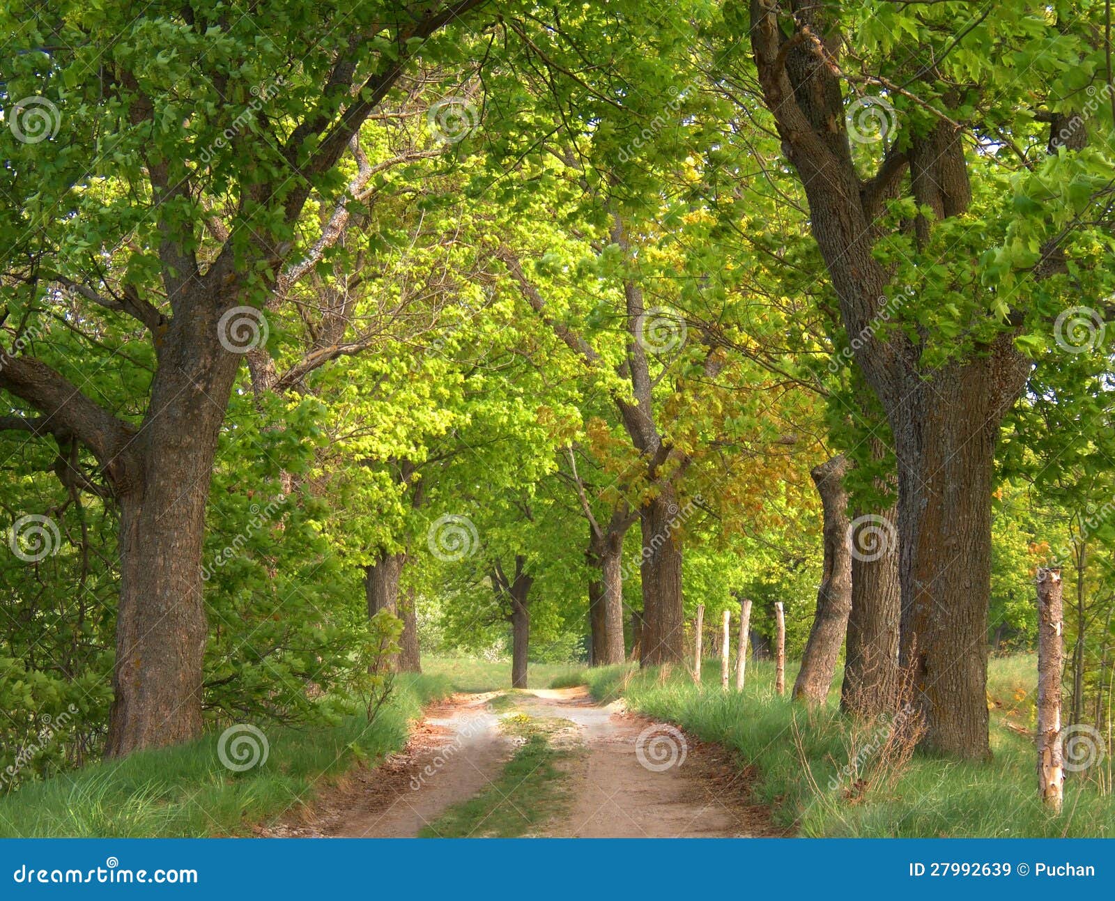 Spring road stock image. Image of leaves, road, spring - 27992639
