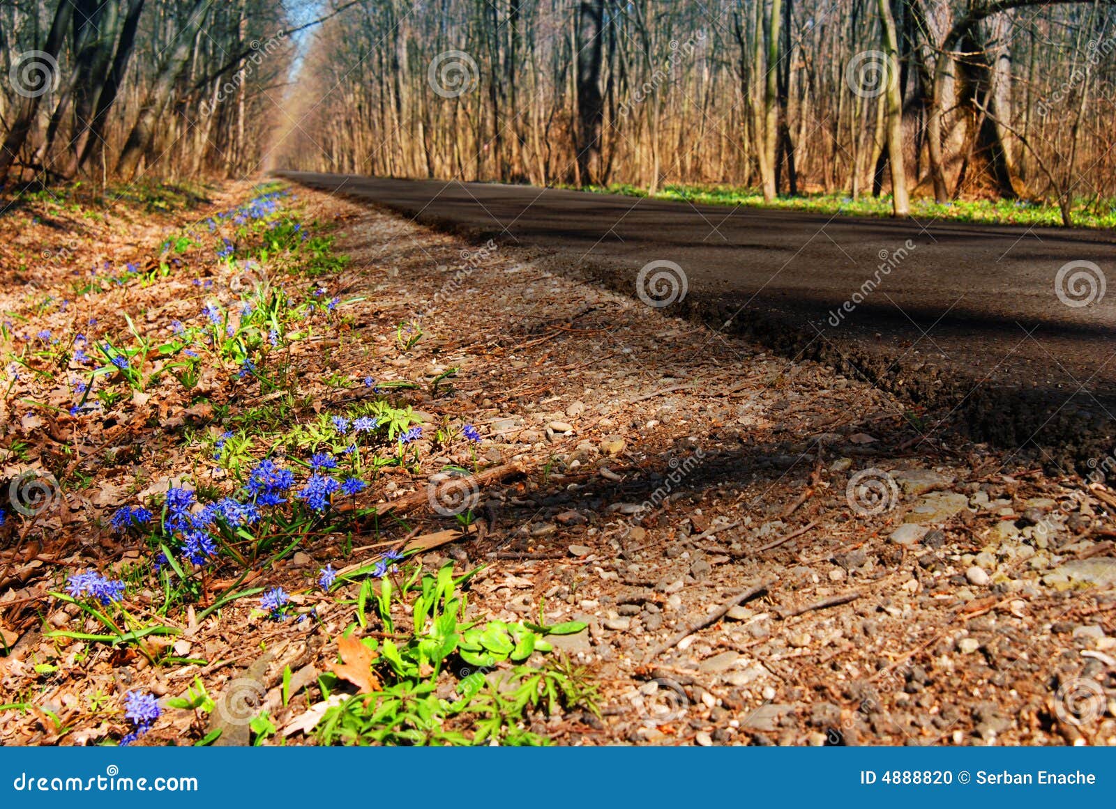 Spring road stock photo. Image of road, wood, distant - 4888820