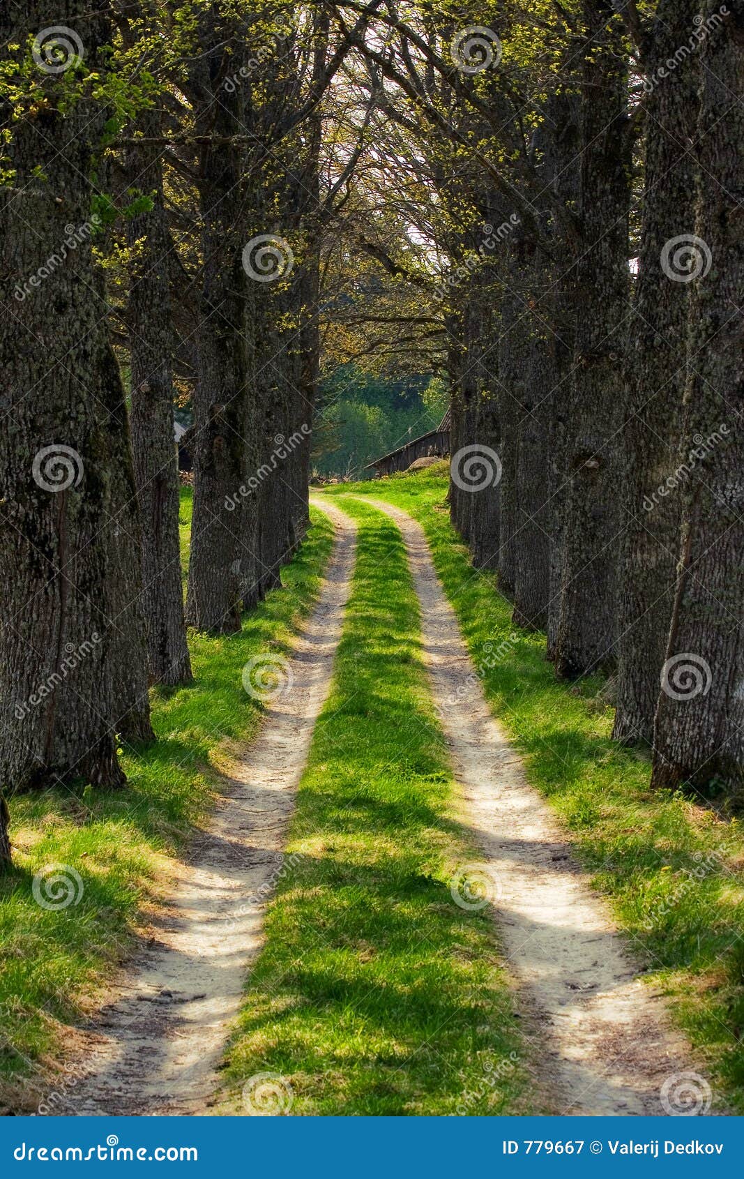 Spring road stock image. Image of road, roads, green, trees - 779667