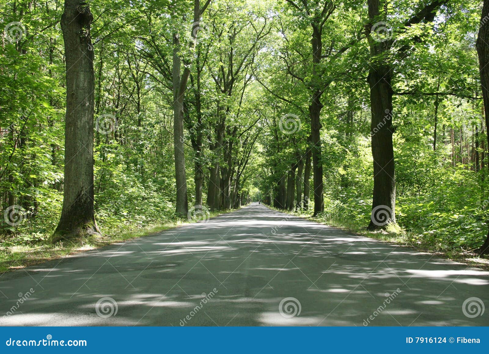 Spring road stock photo. Image of foliage, countryside - 7916124