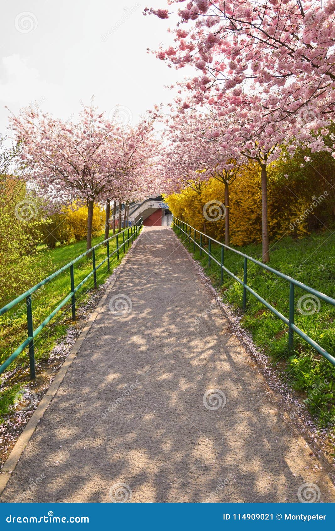 A Spring Road with Blooming Trees in Sunset. Stock Image - Image of ...
