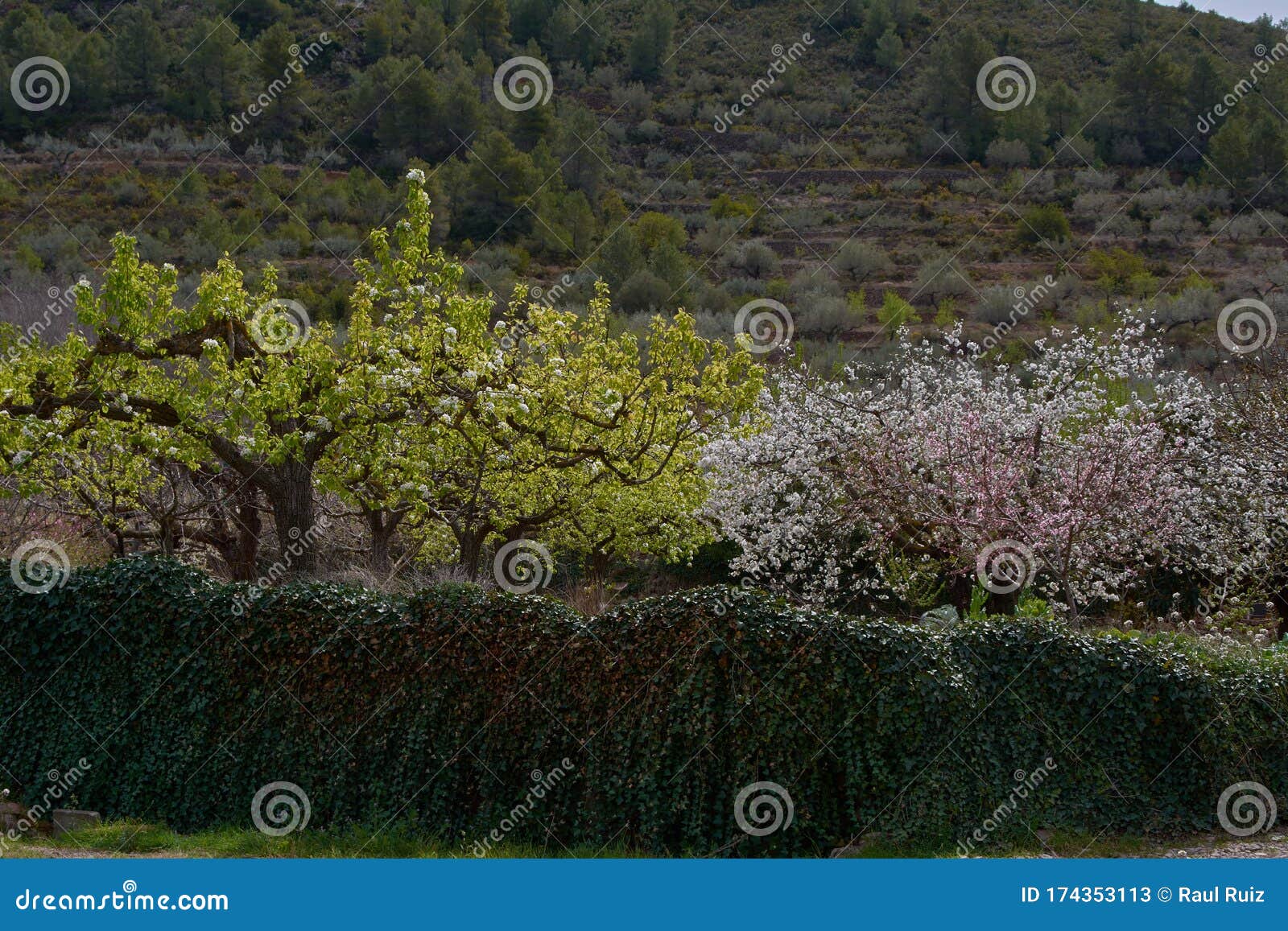 Spring in the Road Cultivated Fruit Fields Stock Image - Image of ...