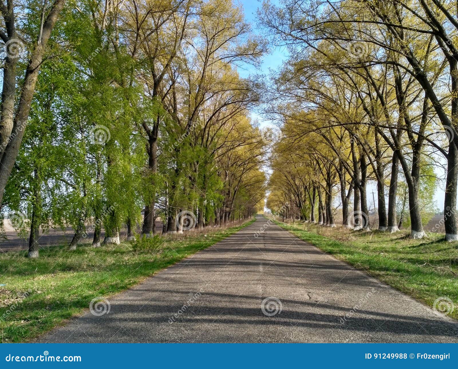 Spring road stock photo. Image of spring, poplar, field - 91249988