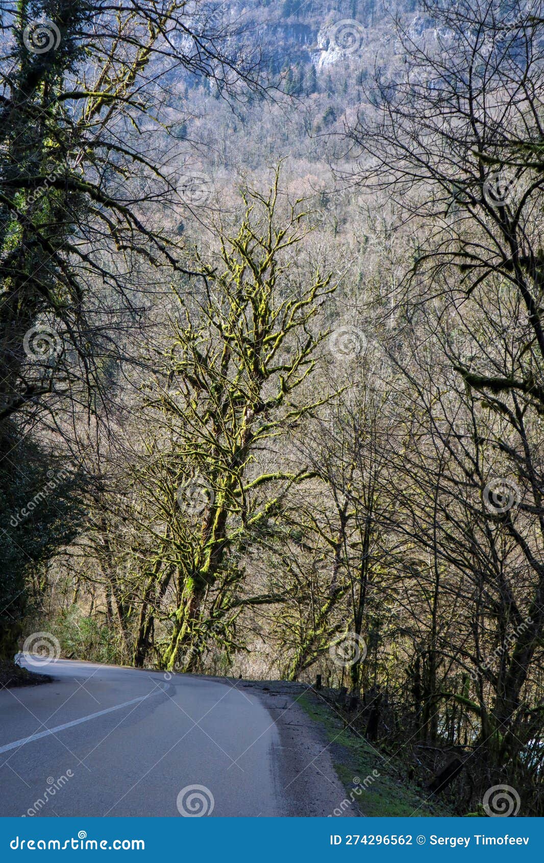 Spring Road in the Mountains with Trees Overgrown with Green Moss Stock ...