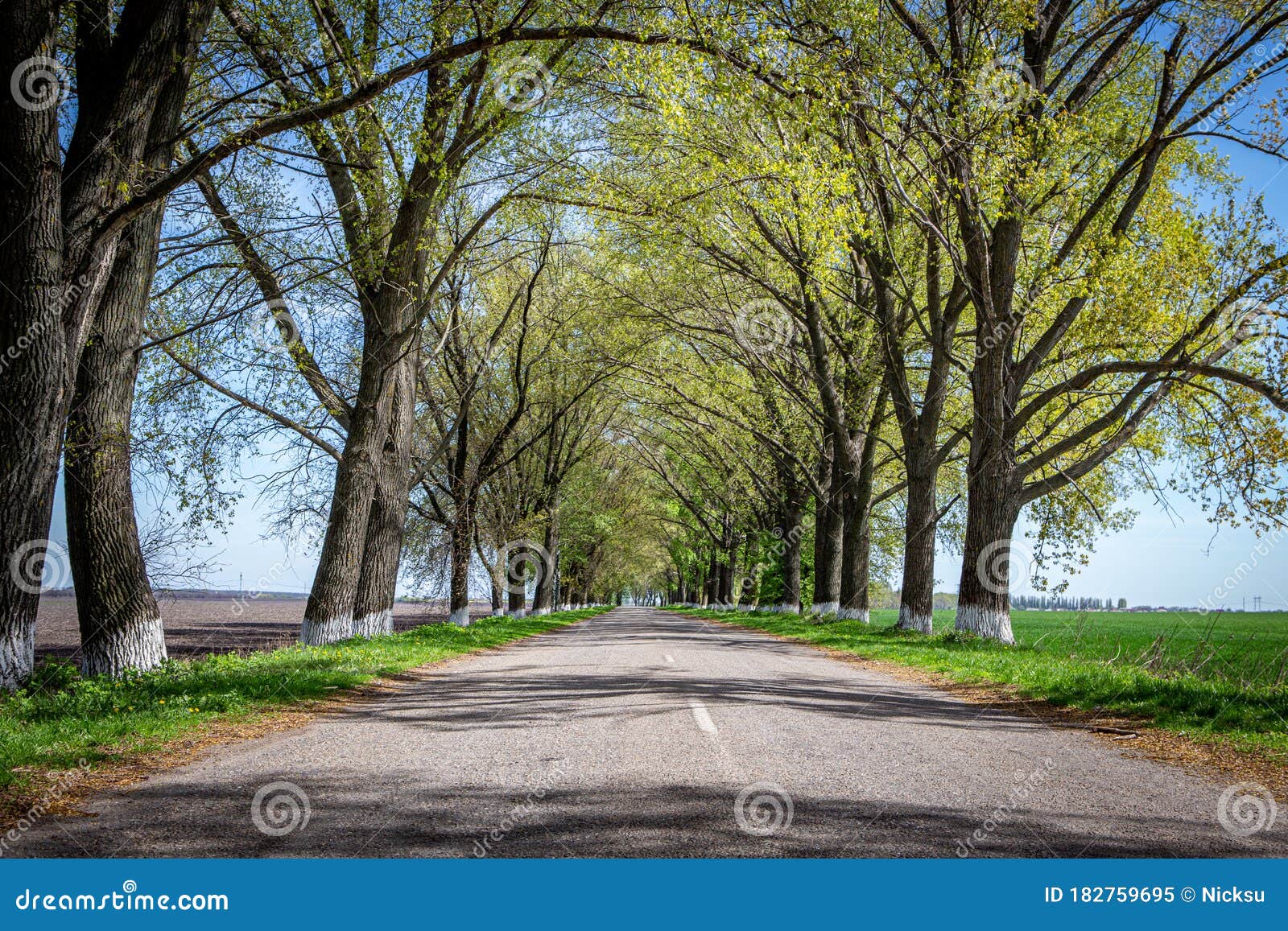 Spring Road between Trees in the Field Stock Image - Image of asphalt ...