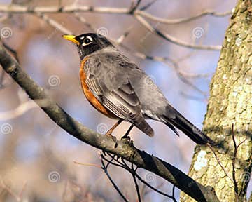 Spring Robin stock photo. Image of migration, bird, migratory - 4702298