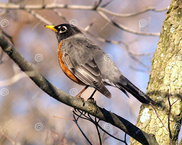 Spring Robin stock photo. Image of migration, bird, migratory - 4702298