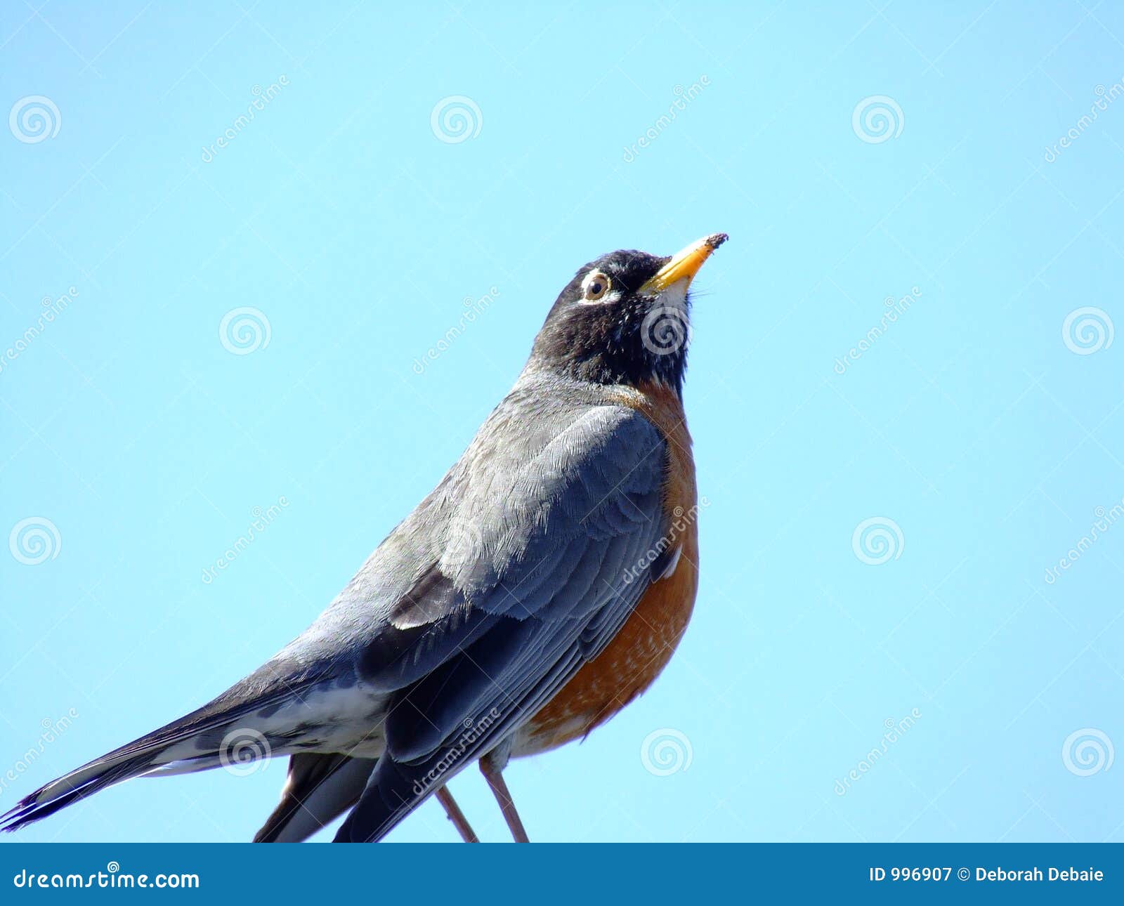 Spring Robin stock image. Image of feathers, flight, aviary - 996907