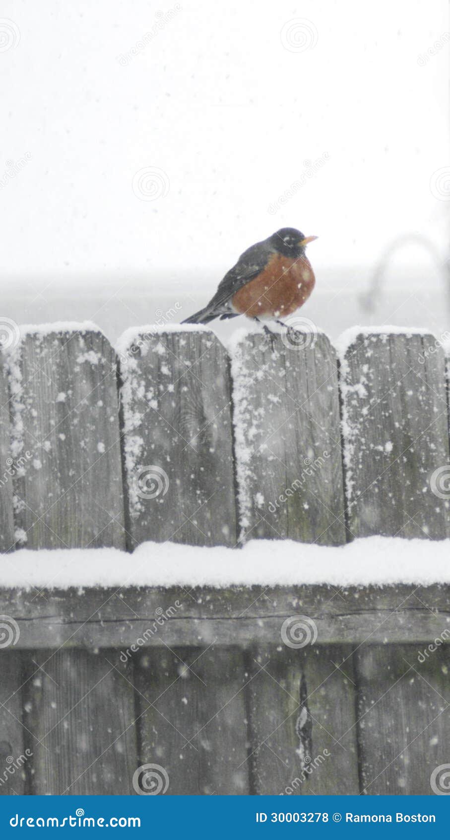 Robin Caught in Falling Snow. Stock Photo - Image of march, season ...