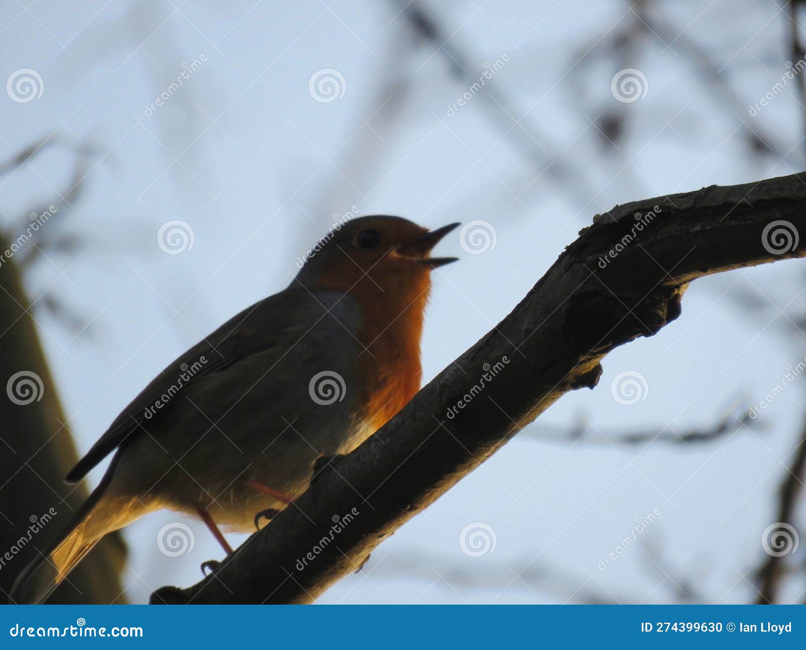 Spring Robin Sings Loudly from Its Branch Stock Photo - Image of loudly ...