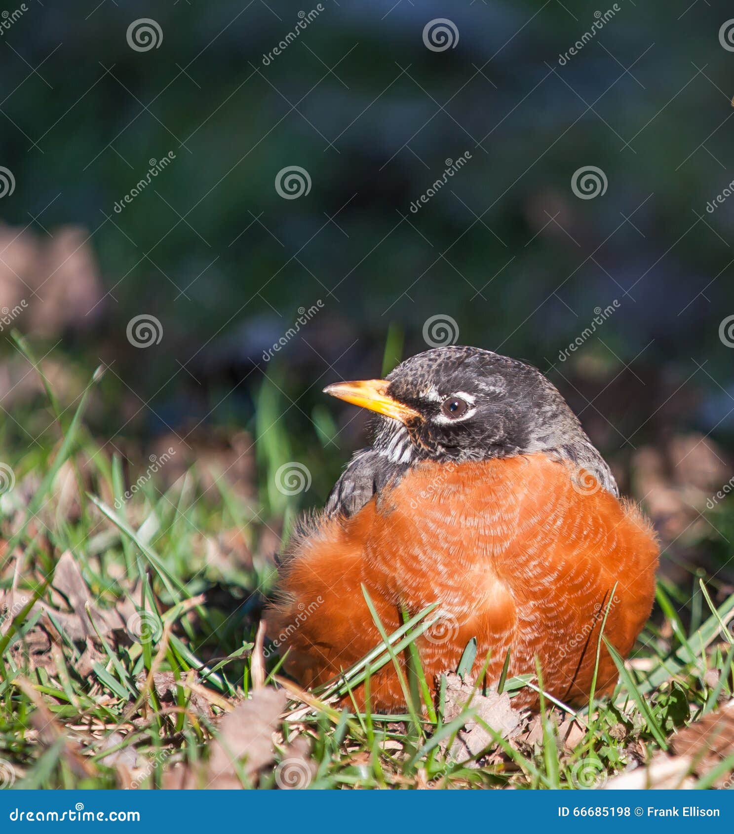 Spring Robin stock photo. Image of soaking, bird, feathers - 66685198