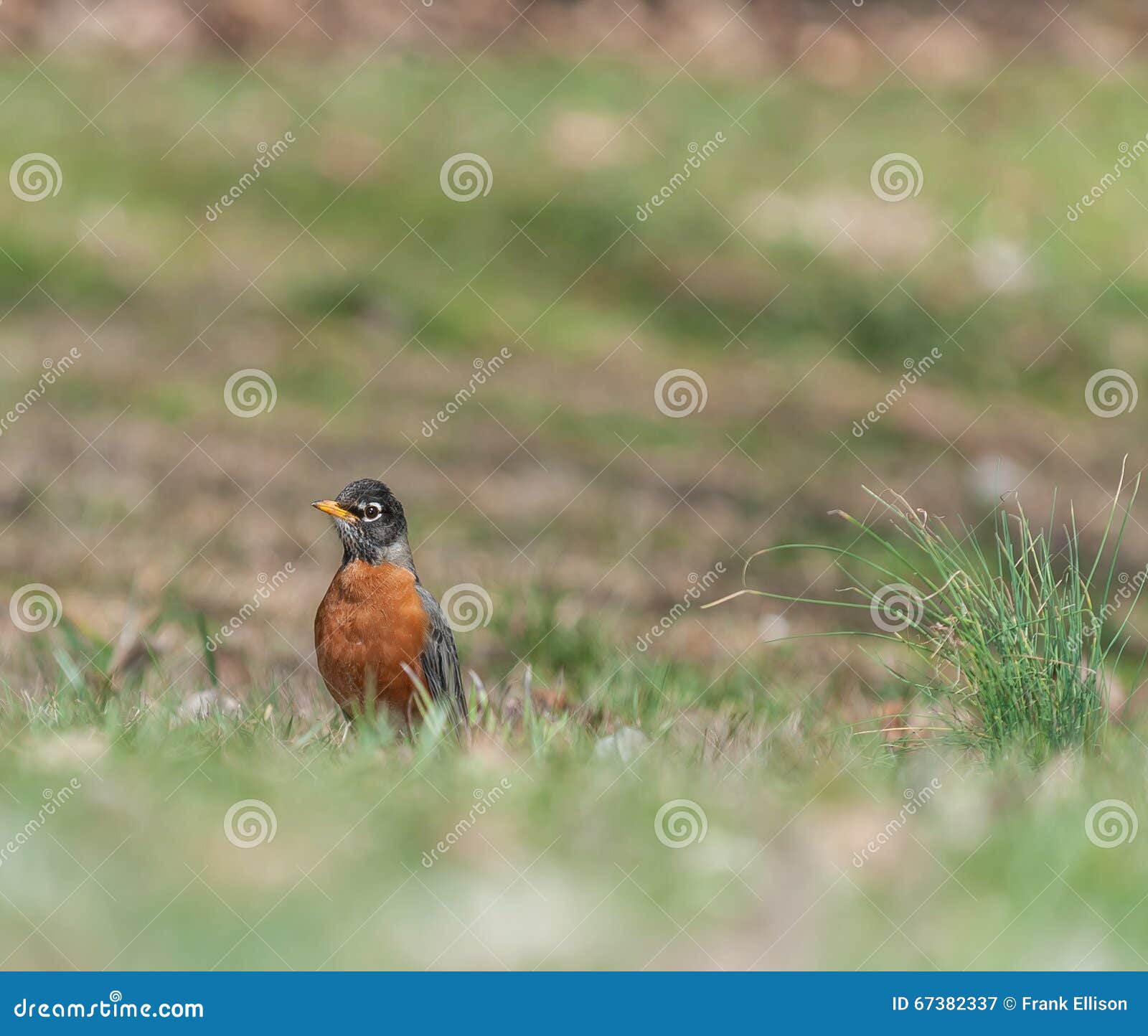Spring Robin stock image. Image of food, searching, bird - 67382337