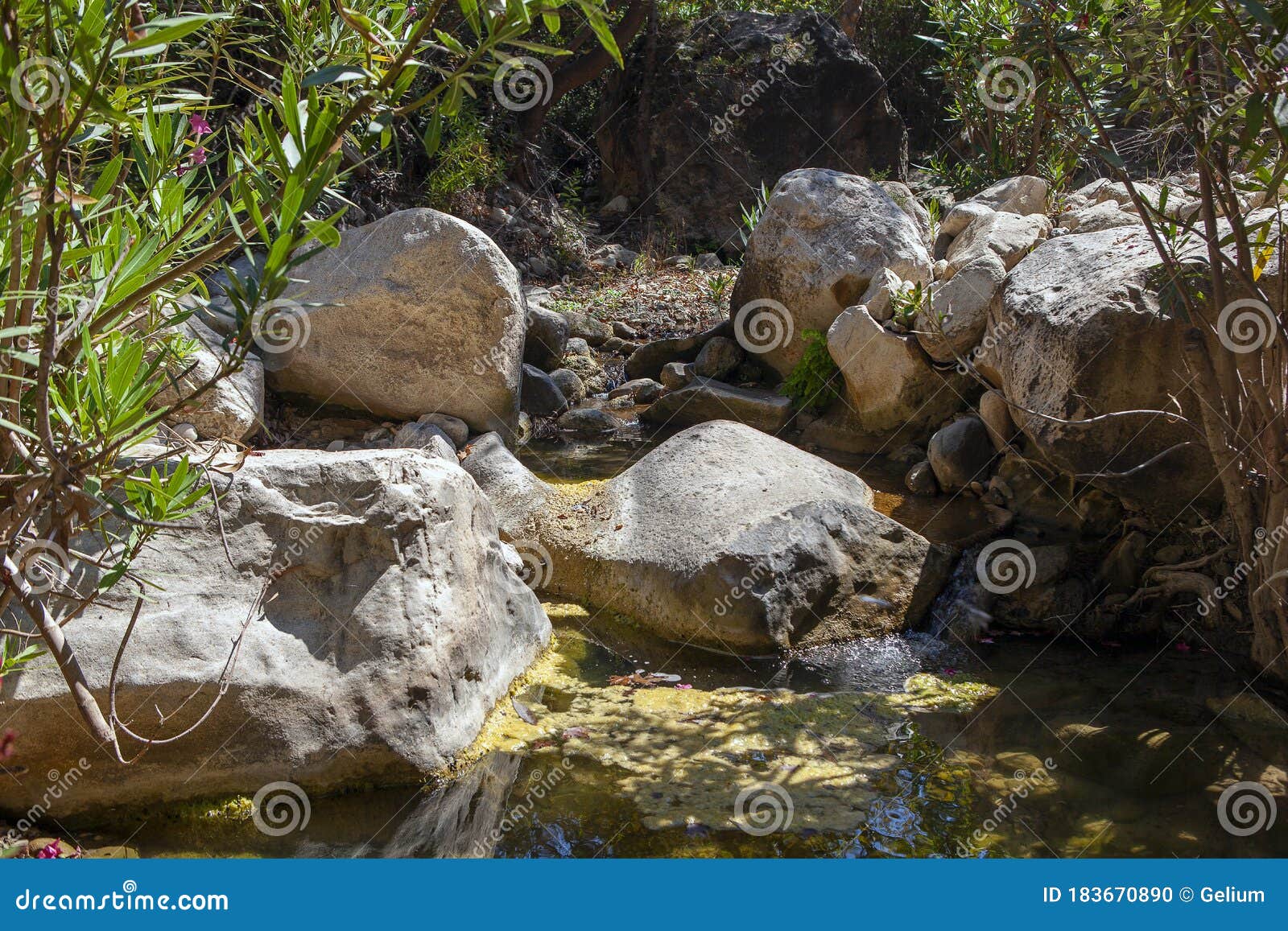 Spring stock photo. Image of green, water, cyprus, natural - 183670890
