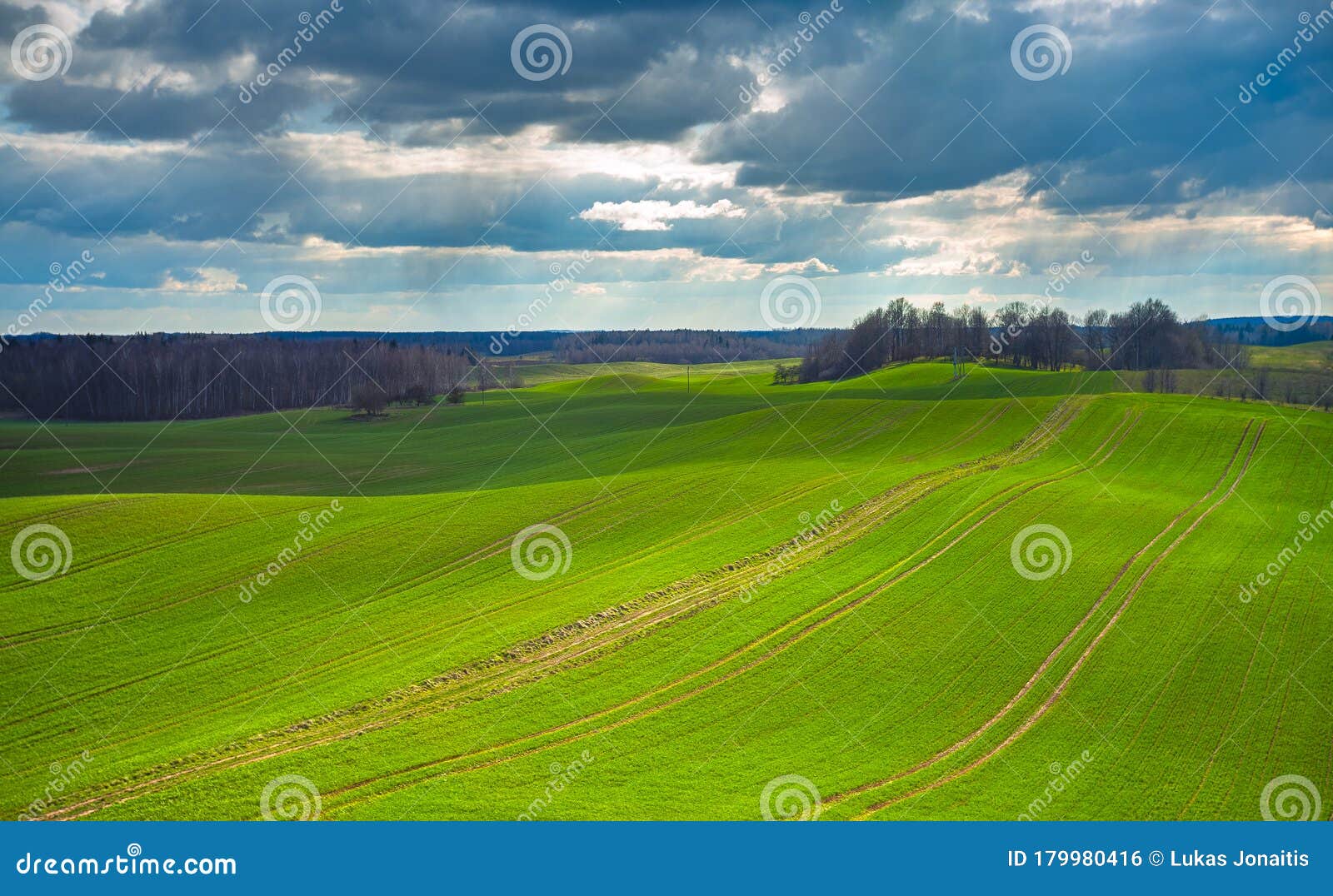 Spring Rolling Green Hills with Fields of Wheat. Stock Photo - Image of ...