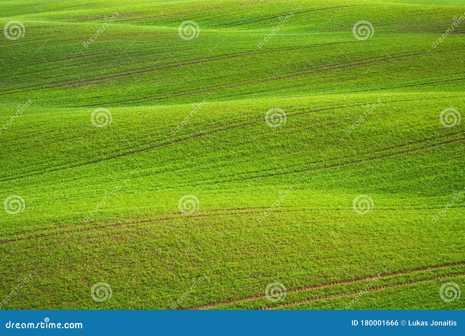 Spring Rolling Green Hills with Fields of Wheat Stock Photo - Image of ...