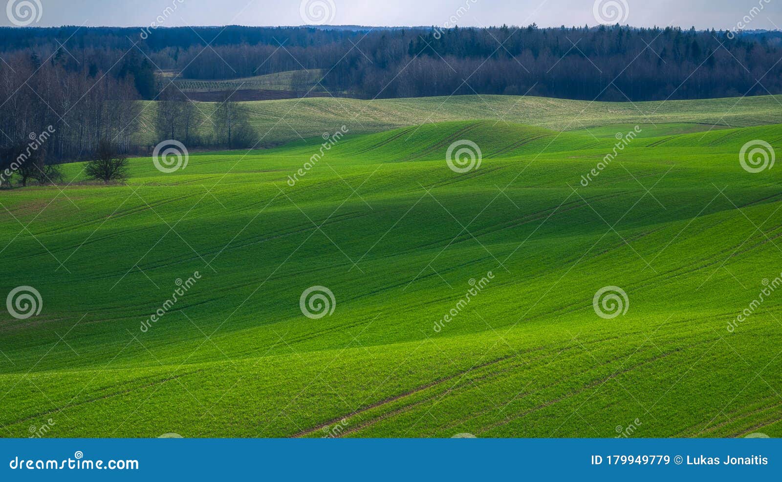 Spring Rolling Green Hills with Fields of Wheat. Stock Image - Image of ...