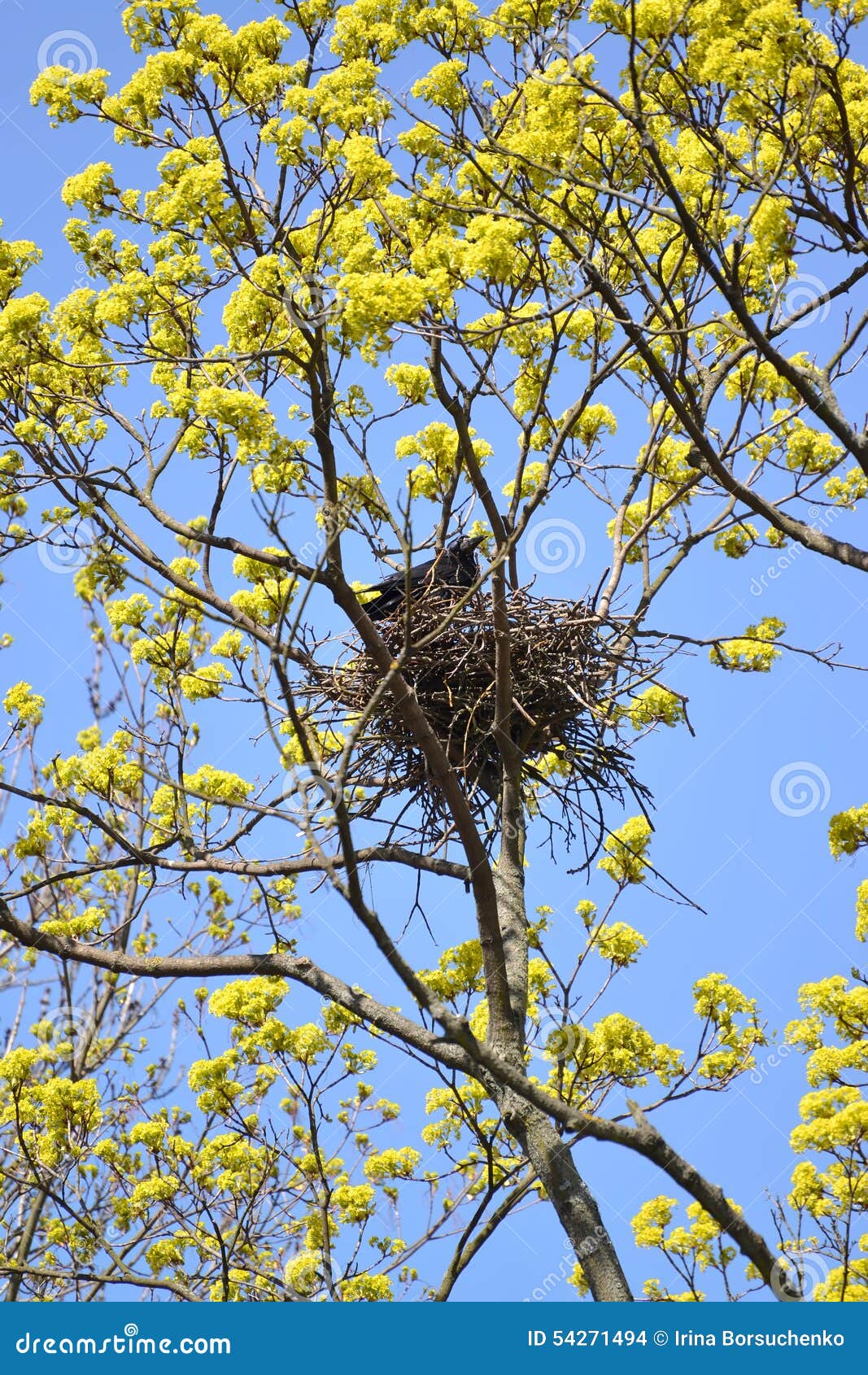 Spring. the Rook Costs in a Nest on Branches of the Blossoming M Stock ...