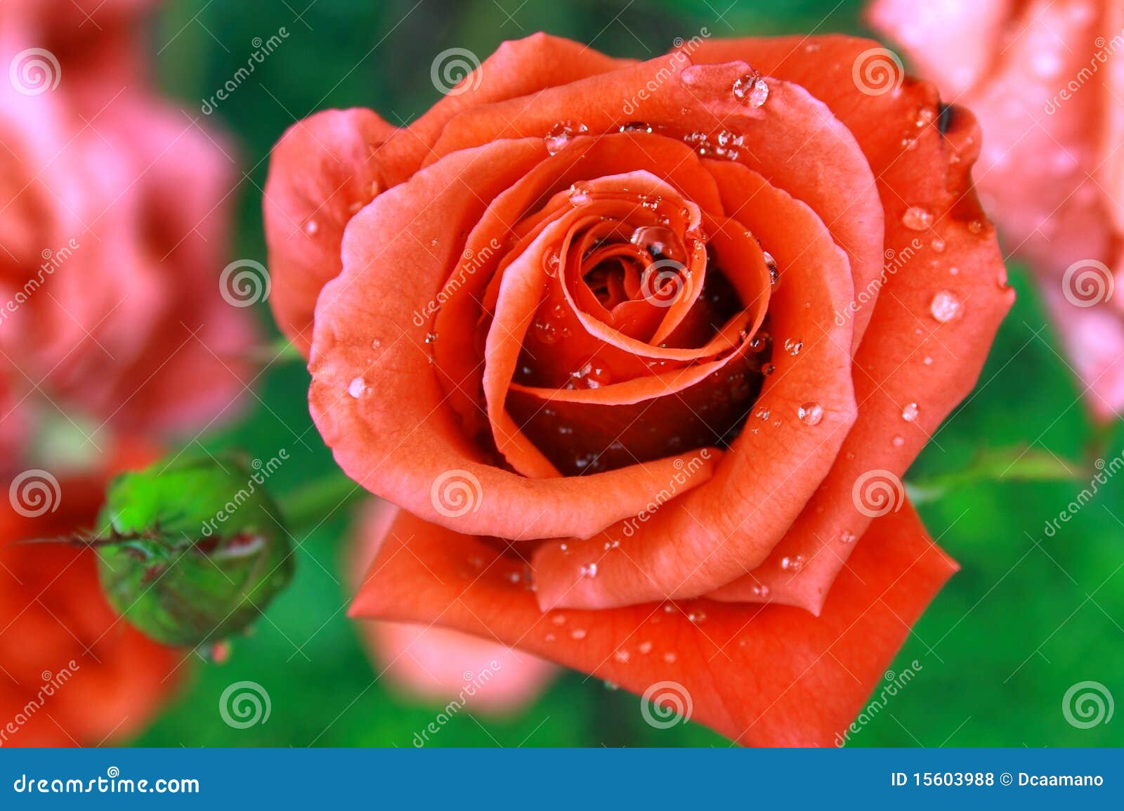 Spring rose stock photo. Image of rose, morning, drop - 15603988