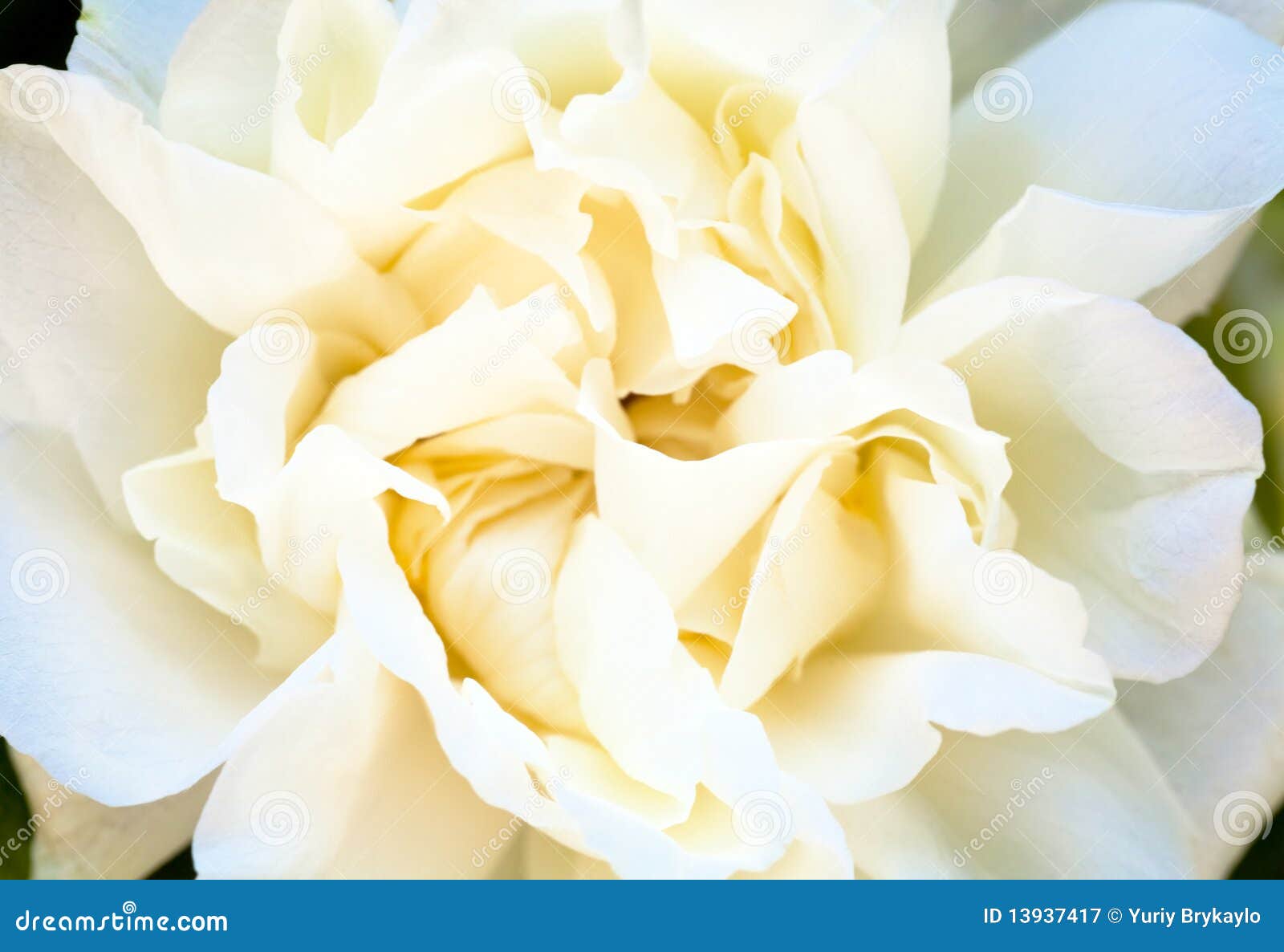 Spring Rose Bush with White Flower Stock Image - Image of flower ...