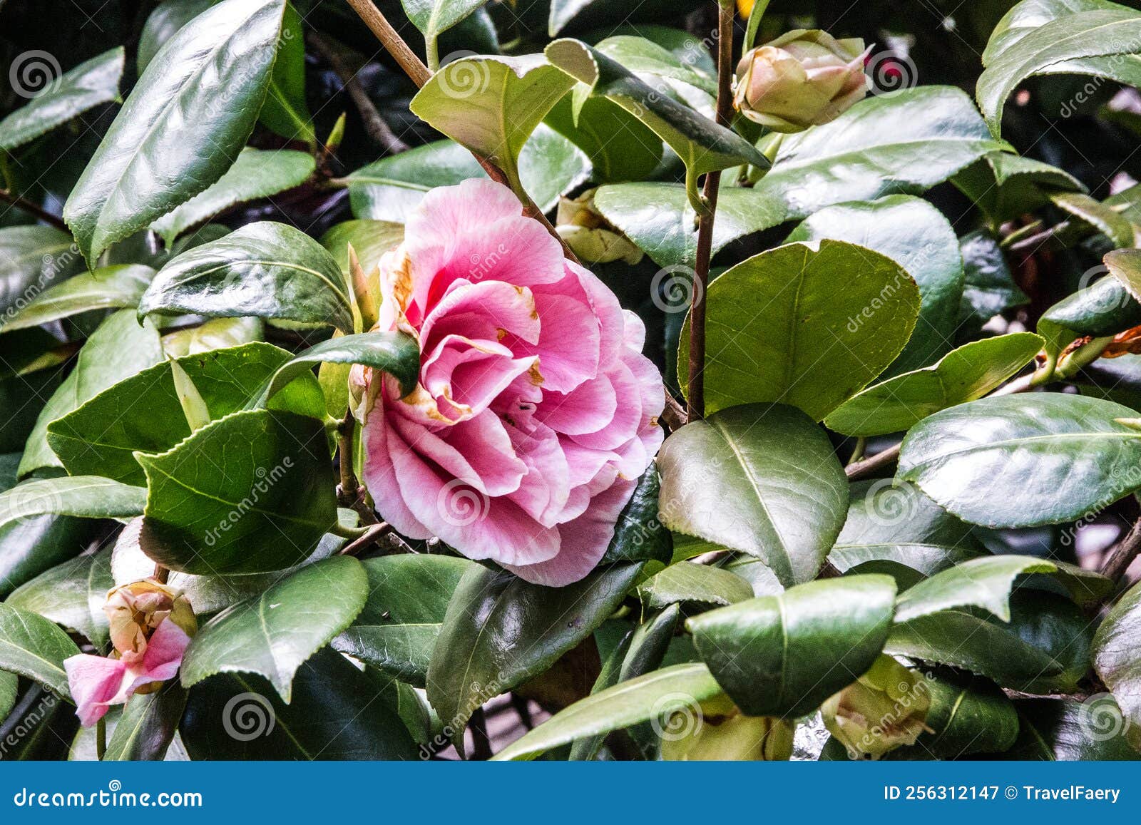 Spring Rose Flower in Botanical Garden Stock Image - Image of gardening ...