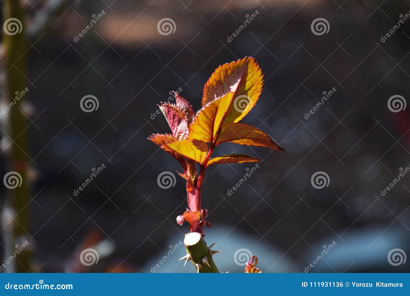 Shoots of rose stock photo. Image of leaf, gardenshoots - 111931136