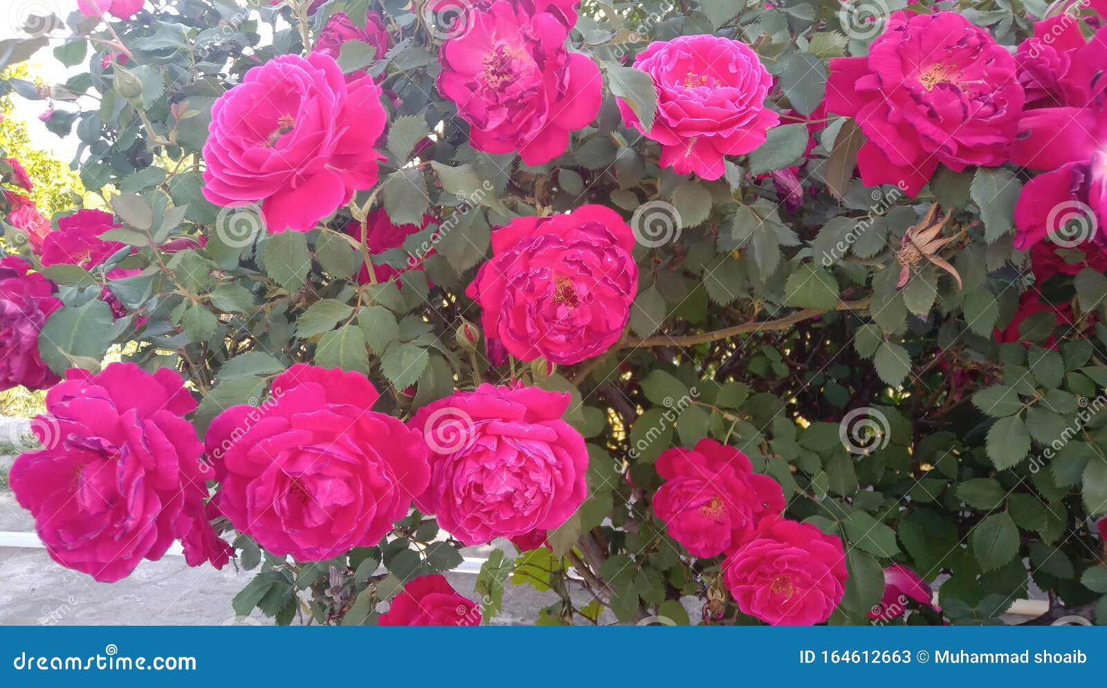 Spring rose stock image. Image of spring, rose, fresh - 164612663