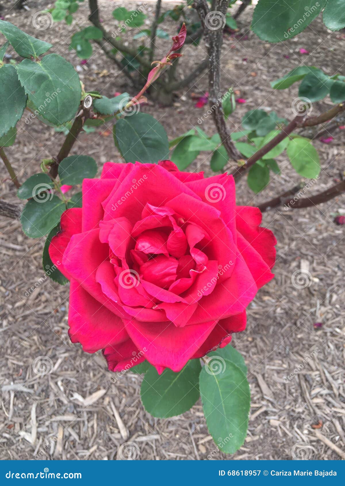 Spring Rose stock image. Image of spring, bloomed, fully - 68618957