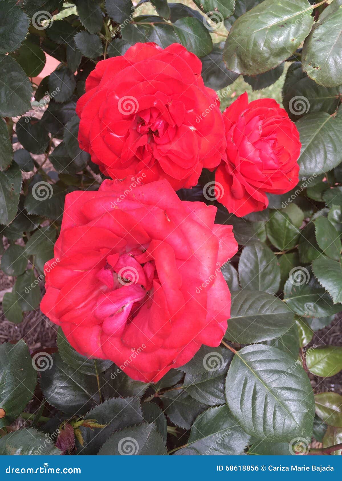 Spring Rose stock photo. Image of spring, season, beauty - 68618856