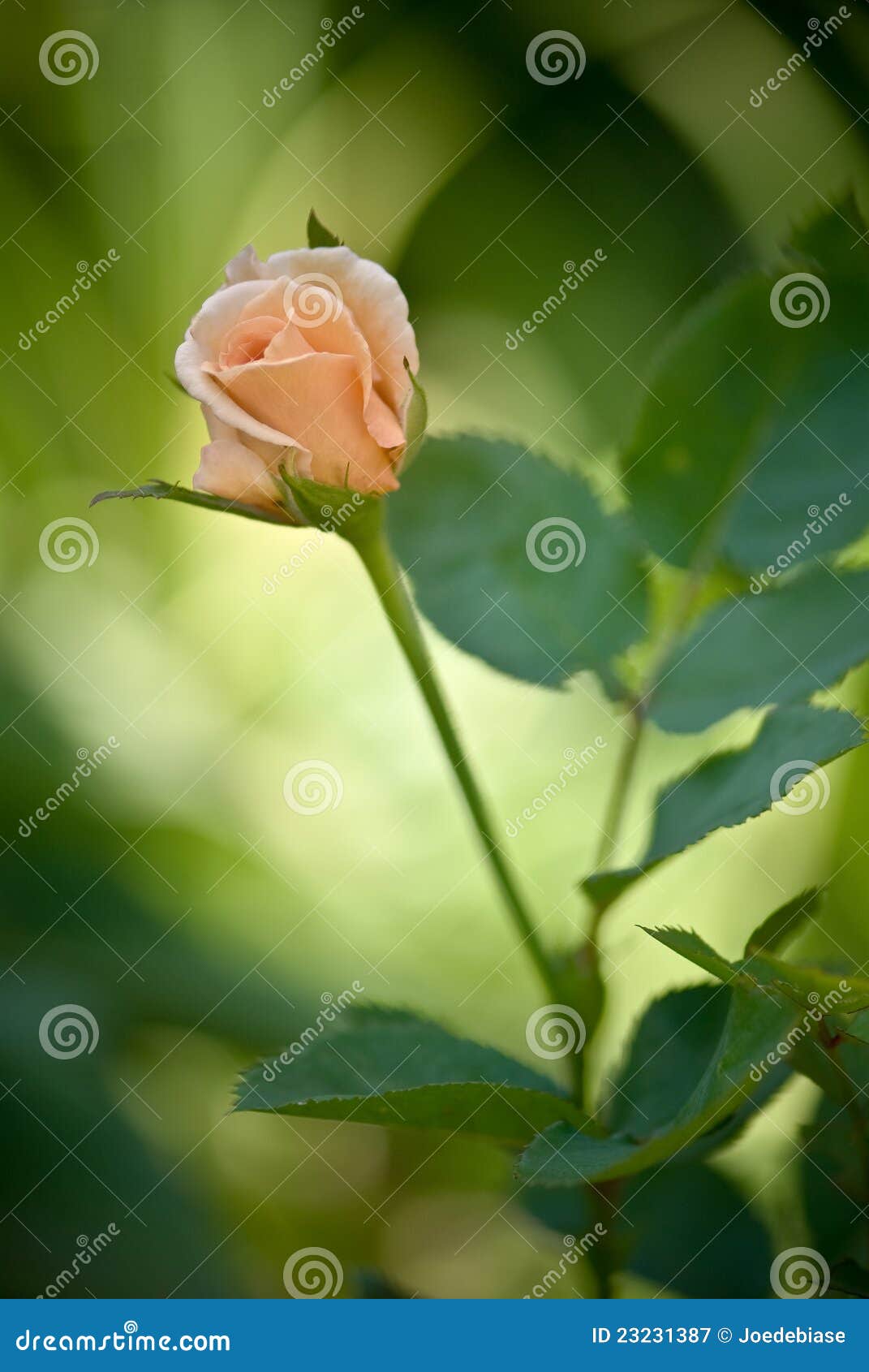 Spring Roses stock image. Image of nature, morning, rose - 23231387