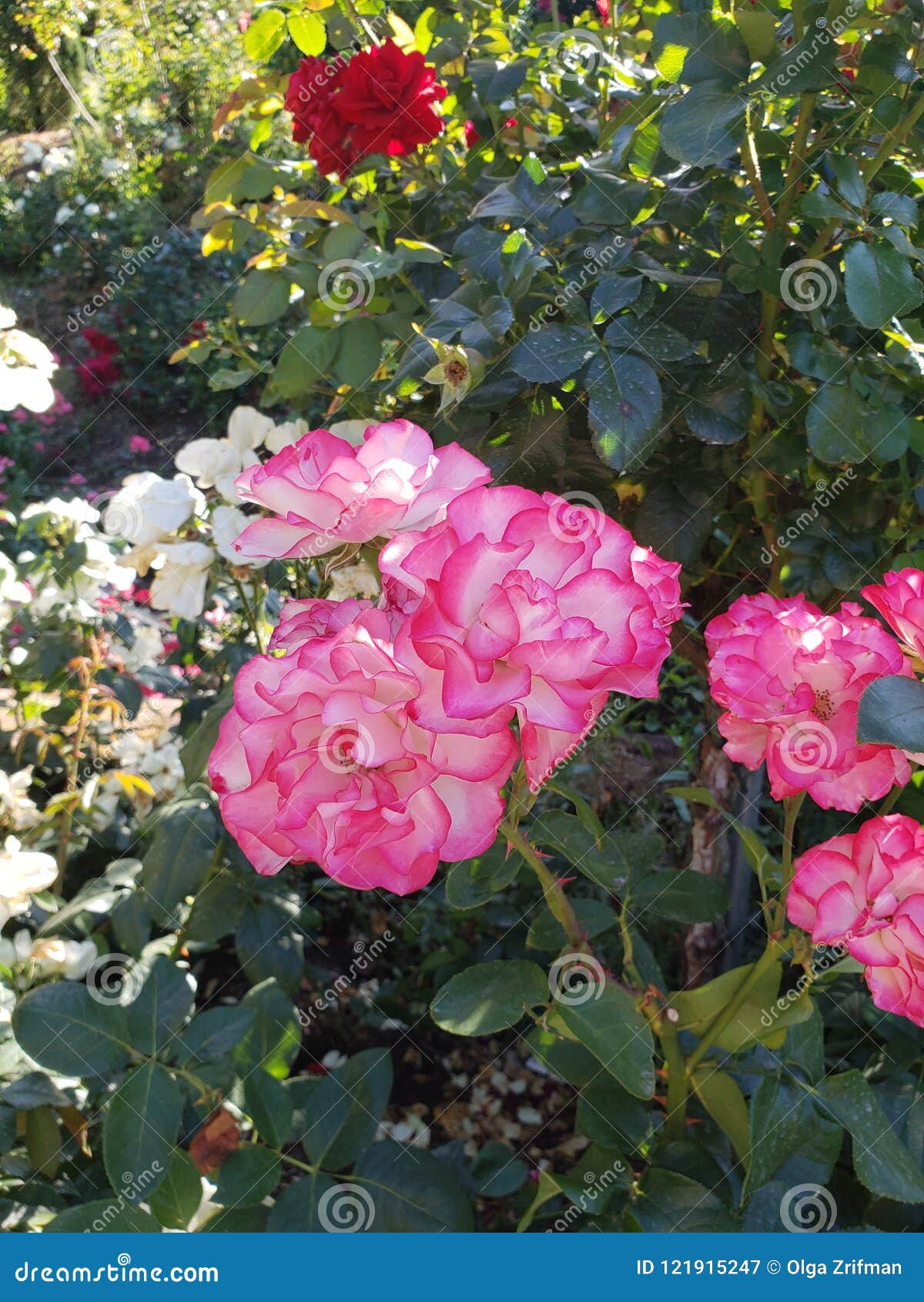 Lovely bright pink roses stock image. Image of bright - 121915247