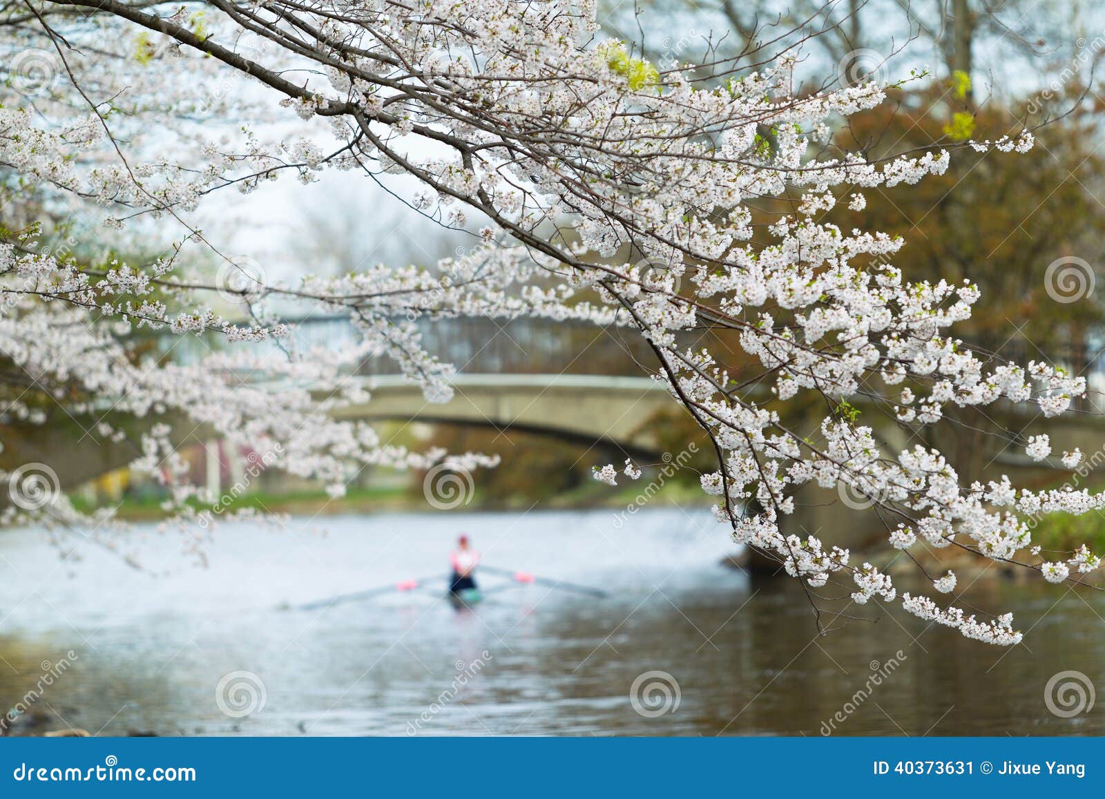 Spring Rowing stock image. Image of river, vessel, exercising - 40373631