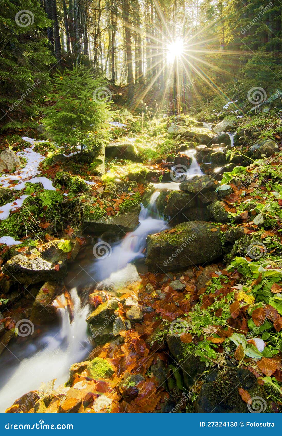Spring Running through Forest Stock Photo - Image of outdoor, beams ...