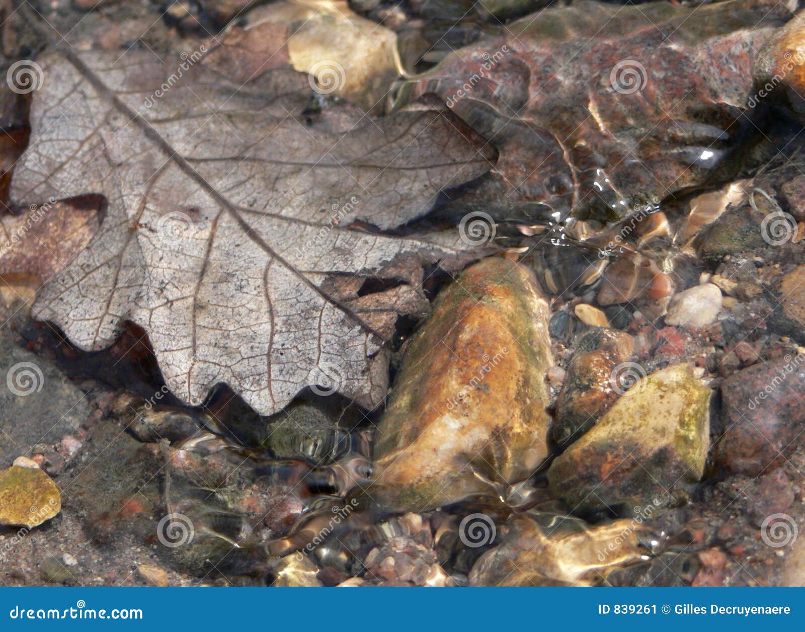 Spring Runoff stock image. Image of trickle, melt, spring - 839261