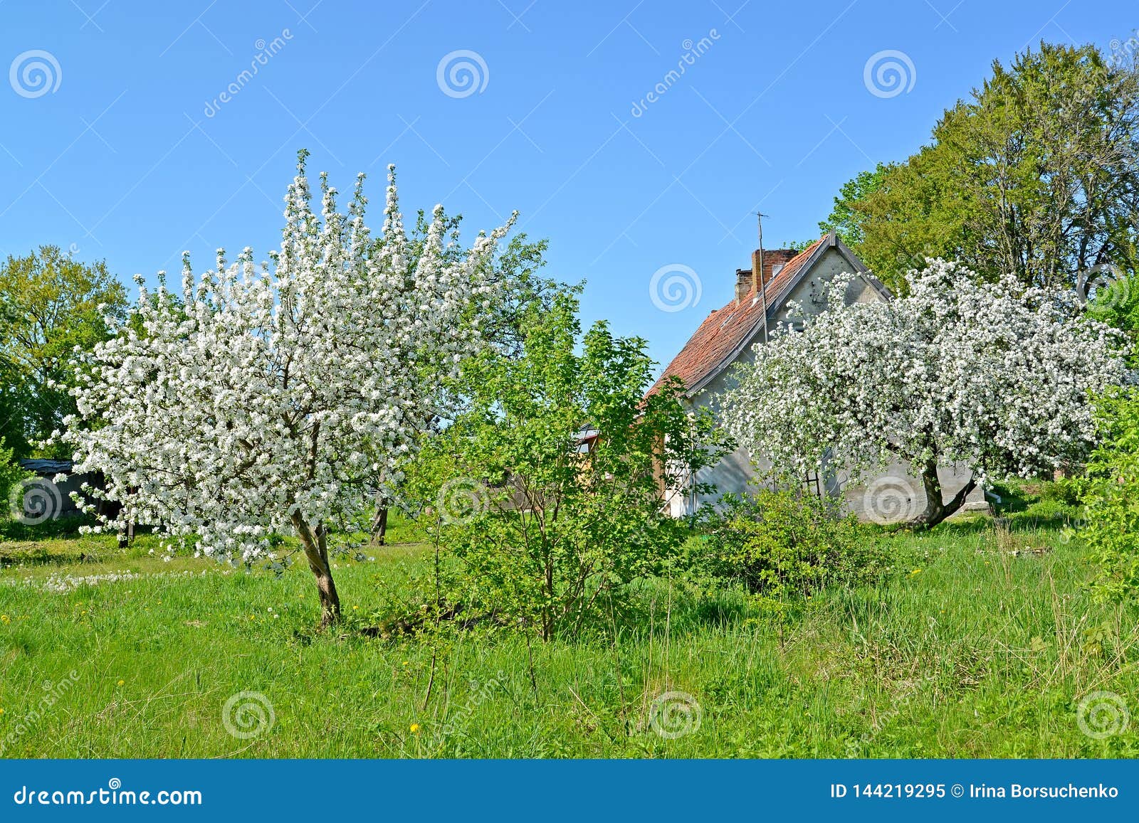 Spring Rural Landscape with the Blossoming Fruit Trees Stock Image ...