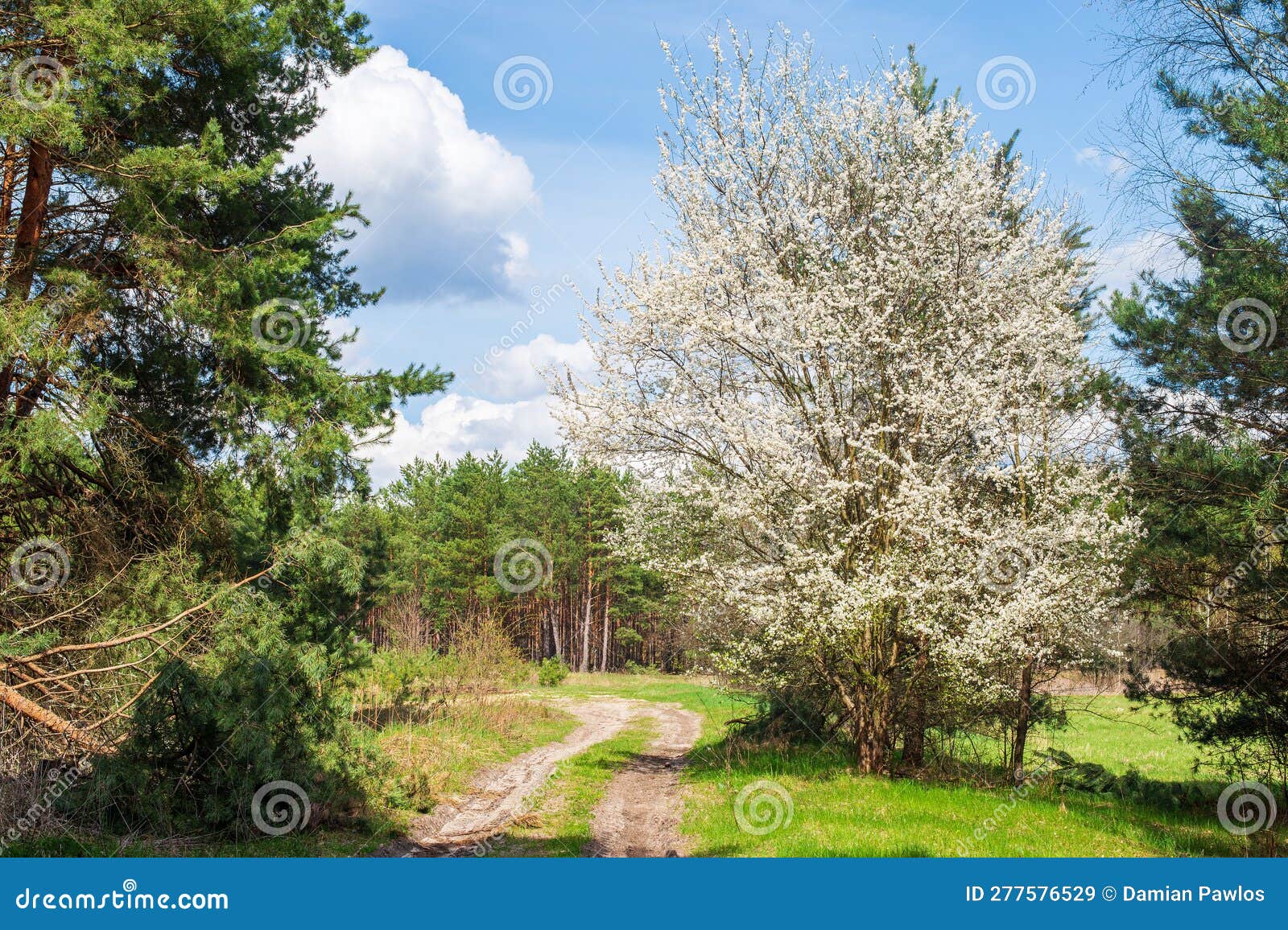 Spring Rural Landscape with Dirt Road and Blooming Tree Stock Image ...