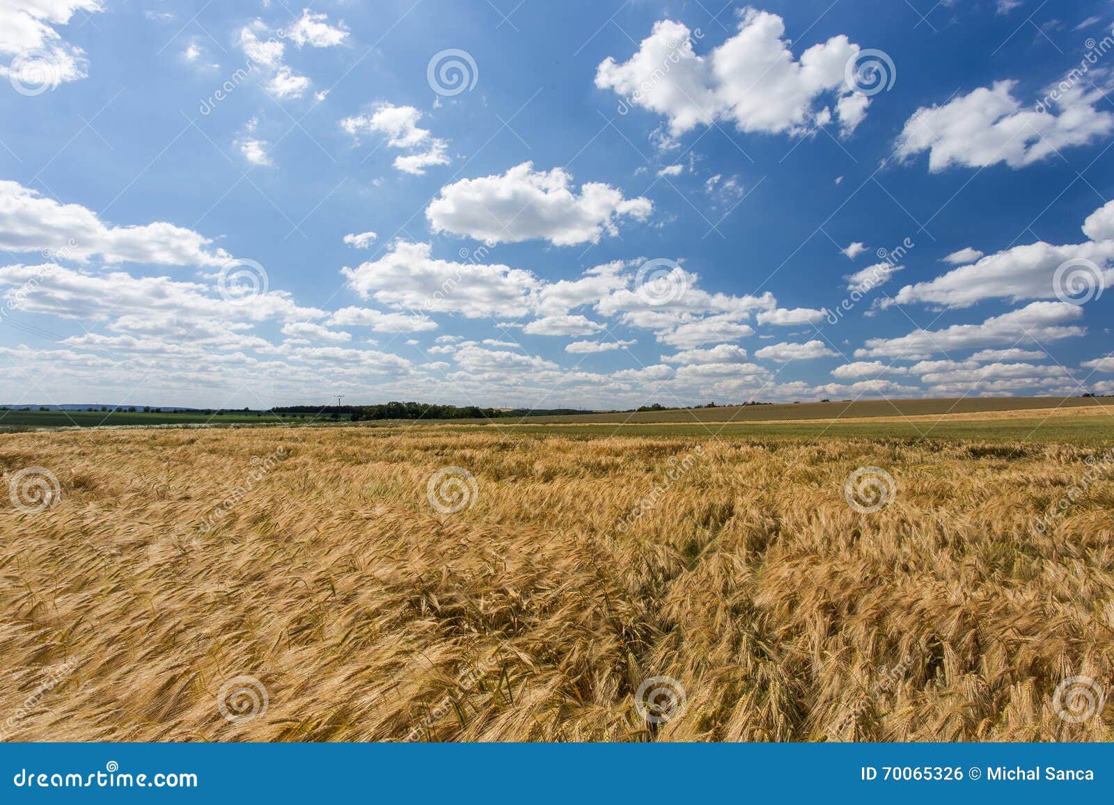 Spring Rural Landscape. Grain Field Stock Photo - Image of fresh ...