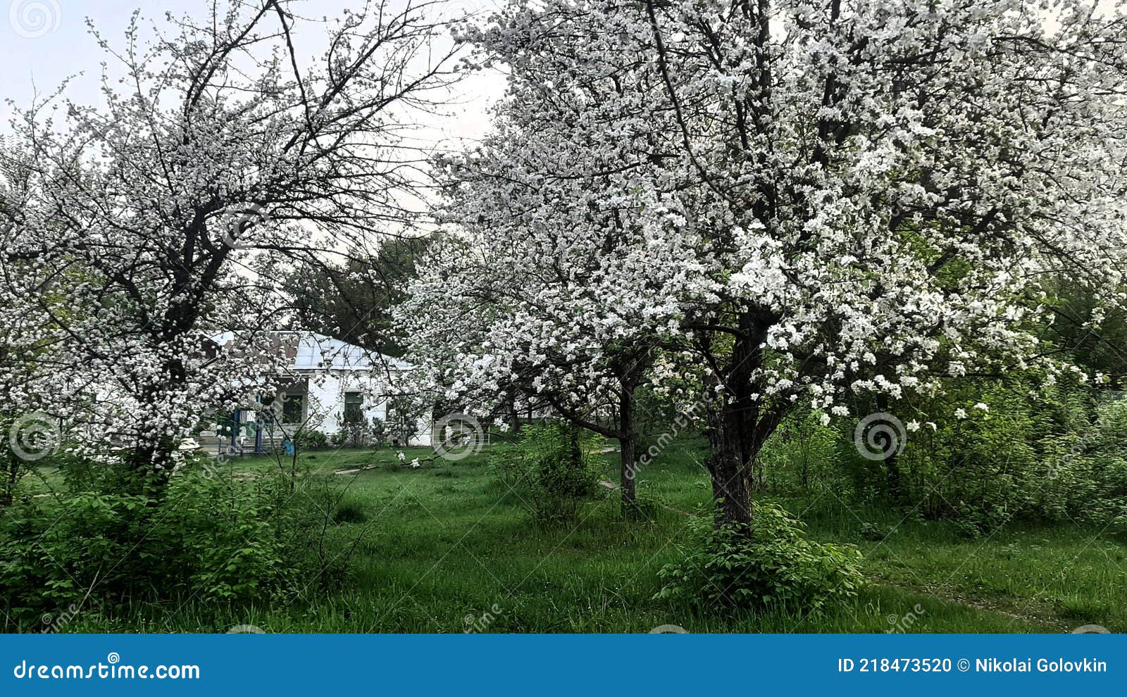 Spring in Russia stock photo. Image of cherry, green - 218473520