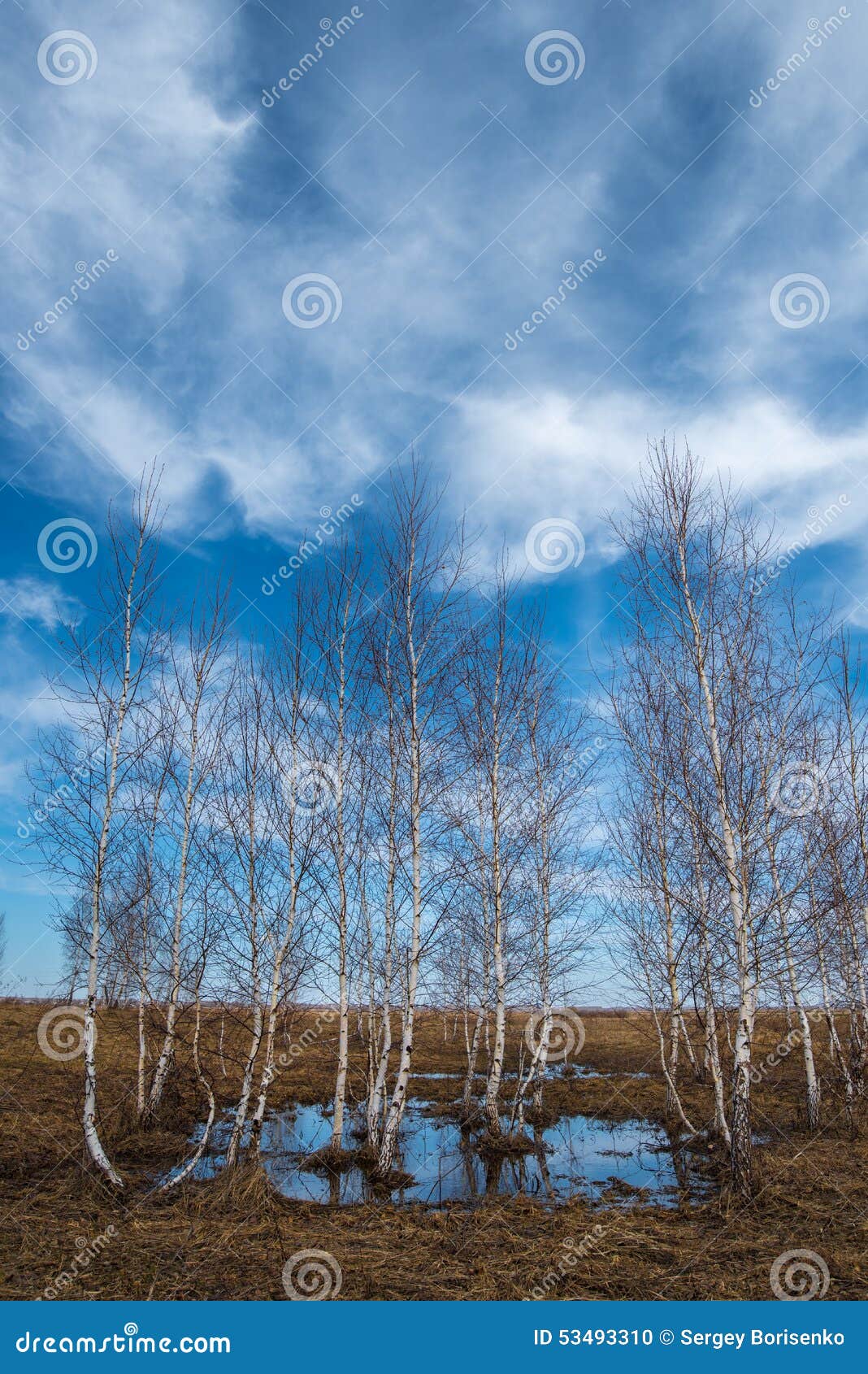 Spring in Russia stock photo. Image of silhouette, grass - 53493310