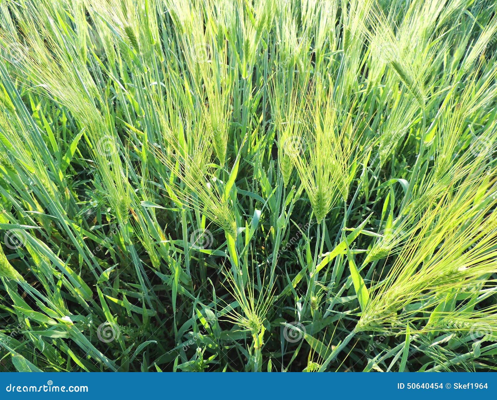 Spring rye field. stock photo. Image of agriculture, wallpaper - 50640454