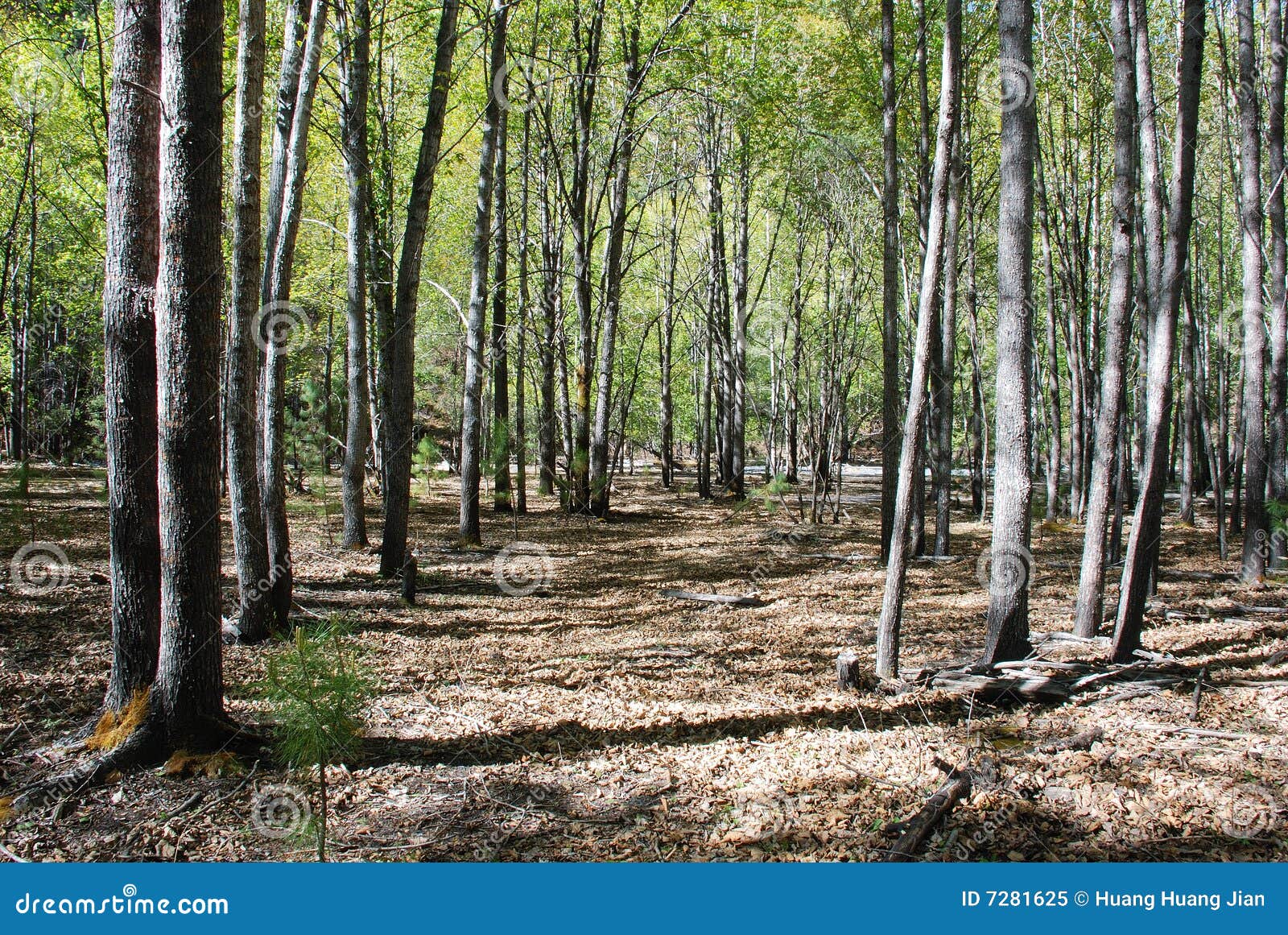 Spring s woods stock image. Image of fresh, botanical - 7281625