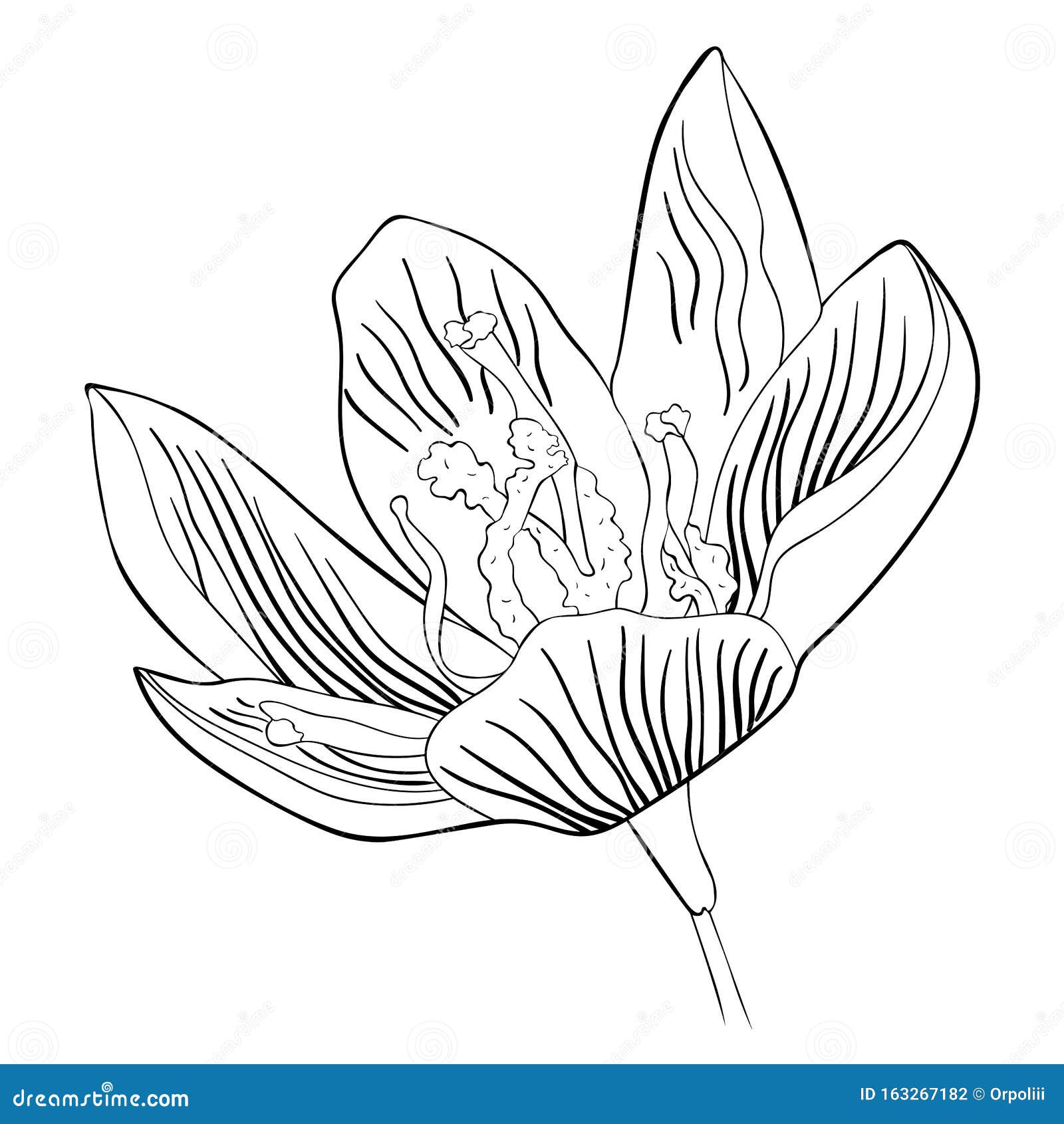 The is Spring Saffron Flower. Vector Illustration Stock Vector ...