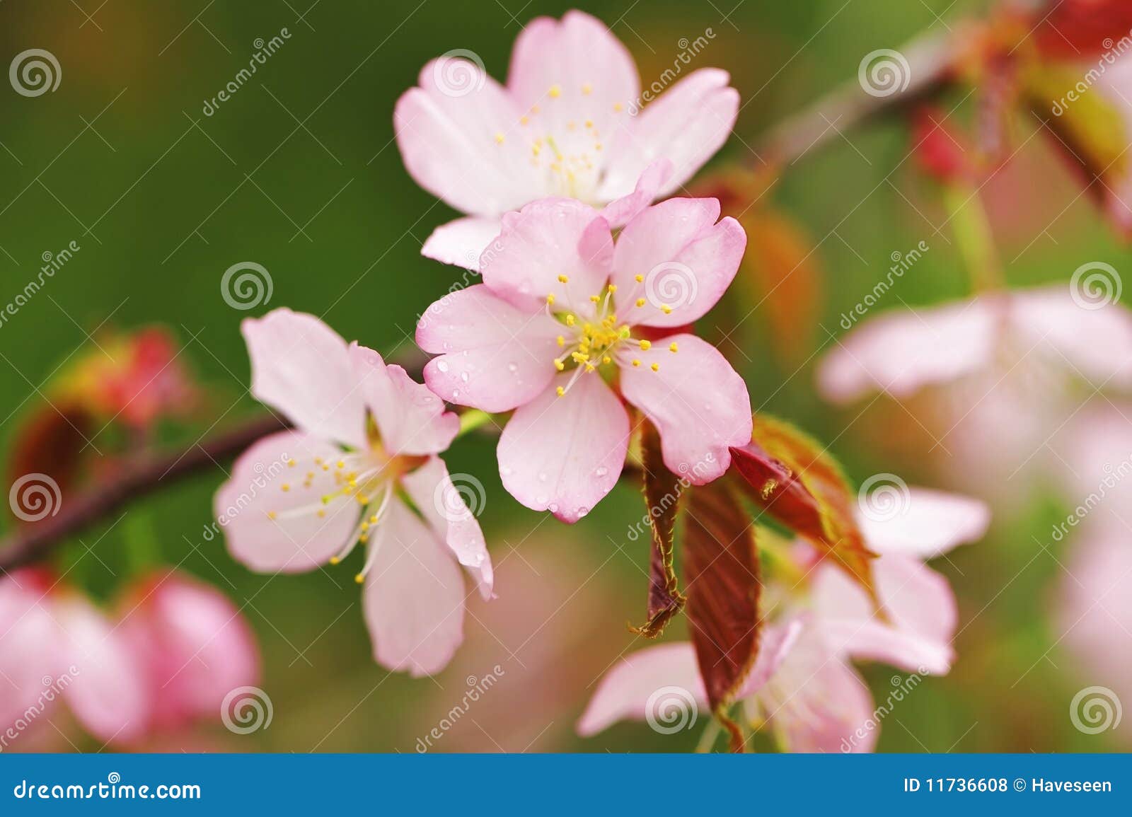 Spring sakura stock photo. Image of beauty, growth, background - 11736608