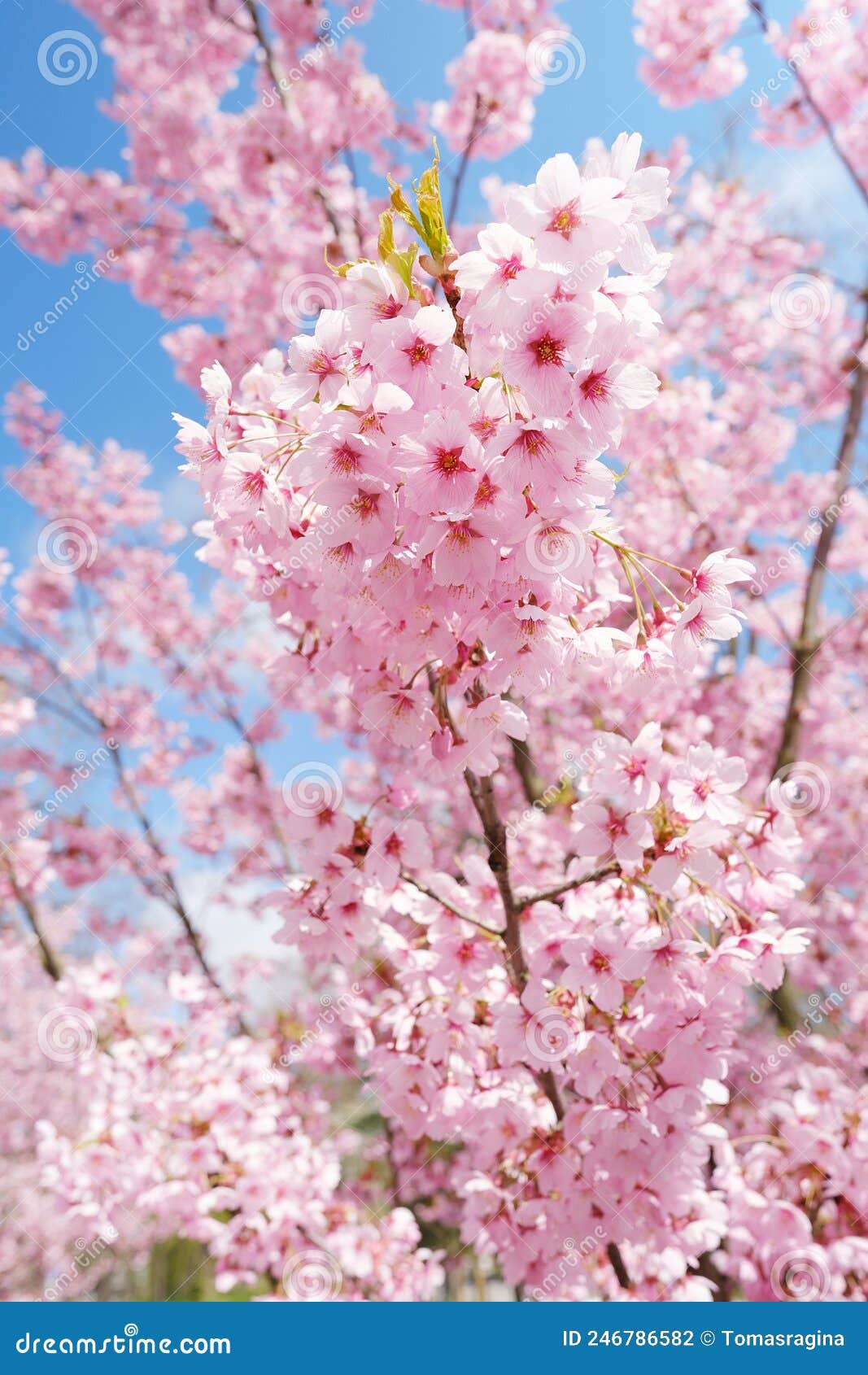 Spring Sakura Cherry Blossoms Over Blue Sky Stock Photo - Image of ...